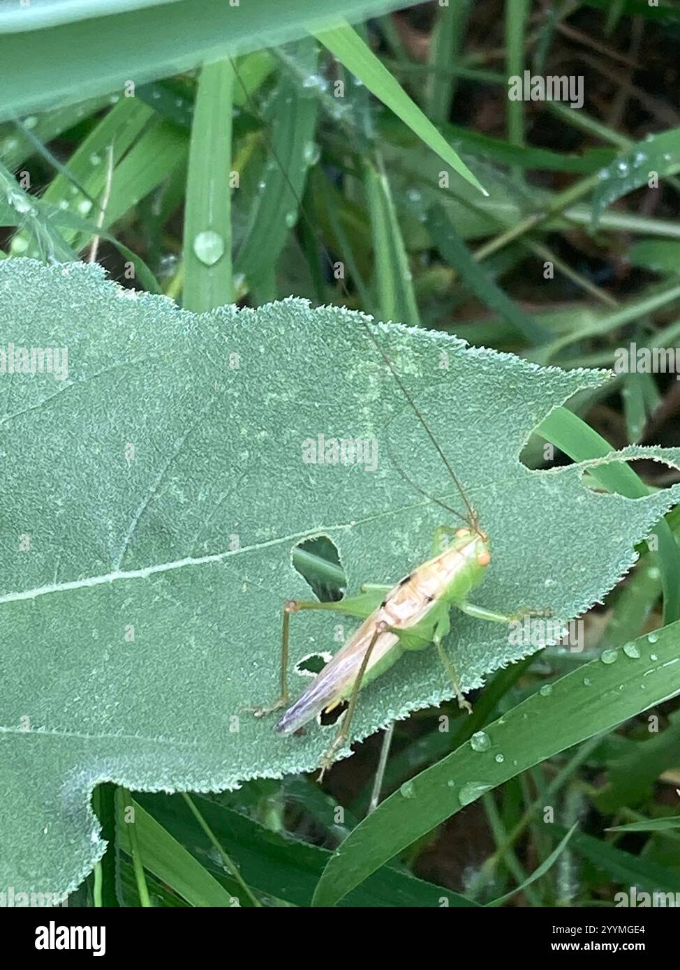 Common Meadow Katydids (Conocephalini Stock Photo - Alamy