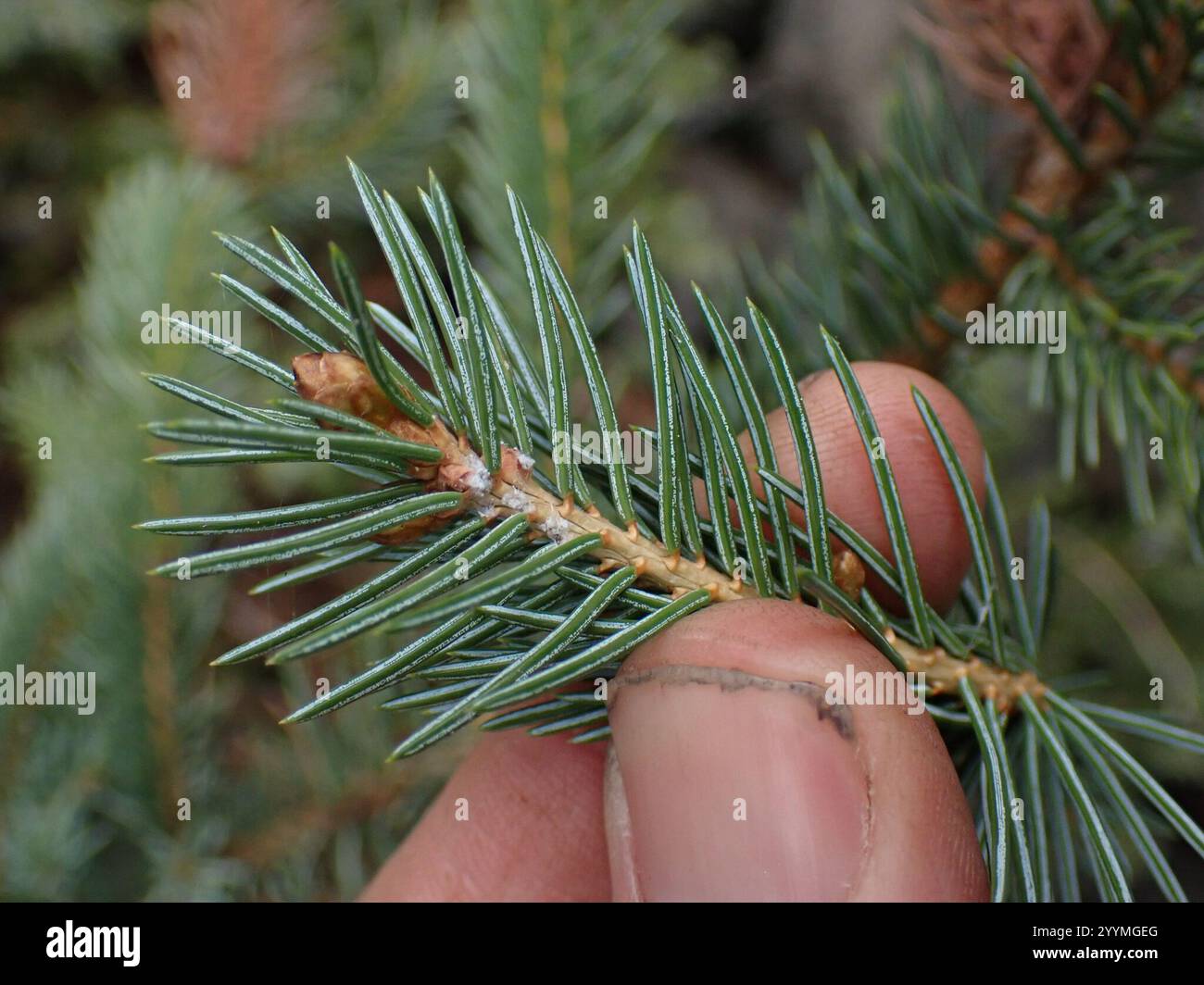 Engelmann spruce (Picea engelmannii Stock Photo - Alamy