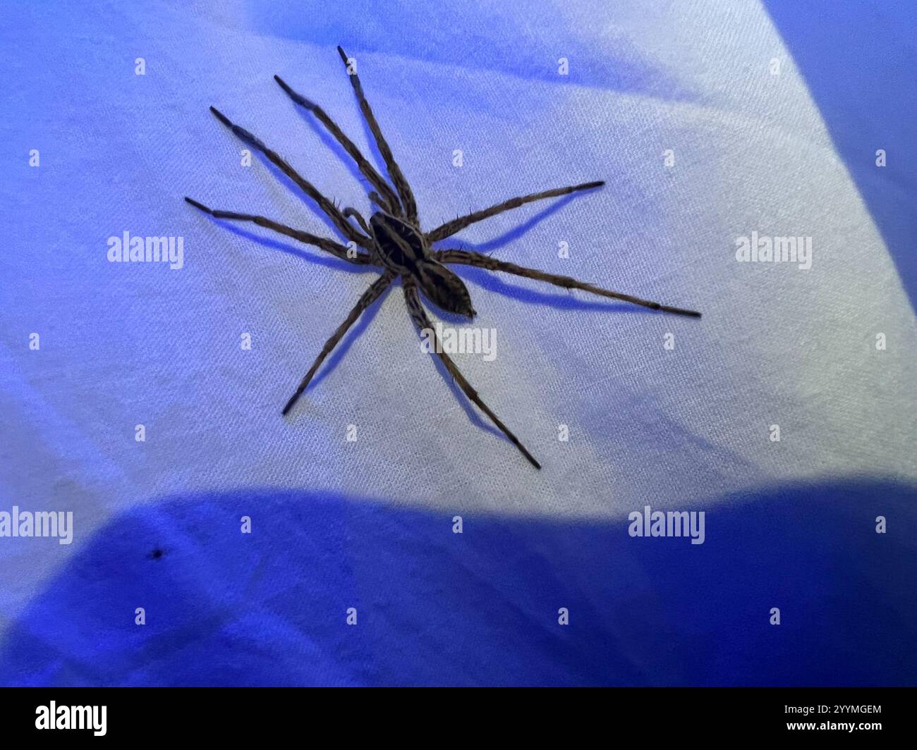 Radiated Wolf Spider (Hogna radiata Stock Photo - Alamy