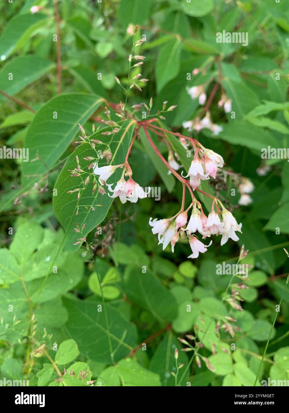 spreading dogbane (Apocynum androsaemifolium Stock Photo - Alamy