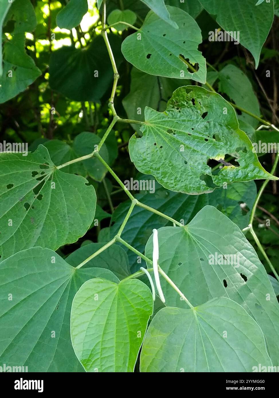 pepper plants (Piper Stock Photo - Alamy