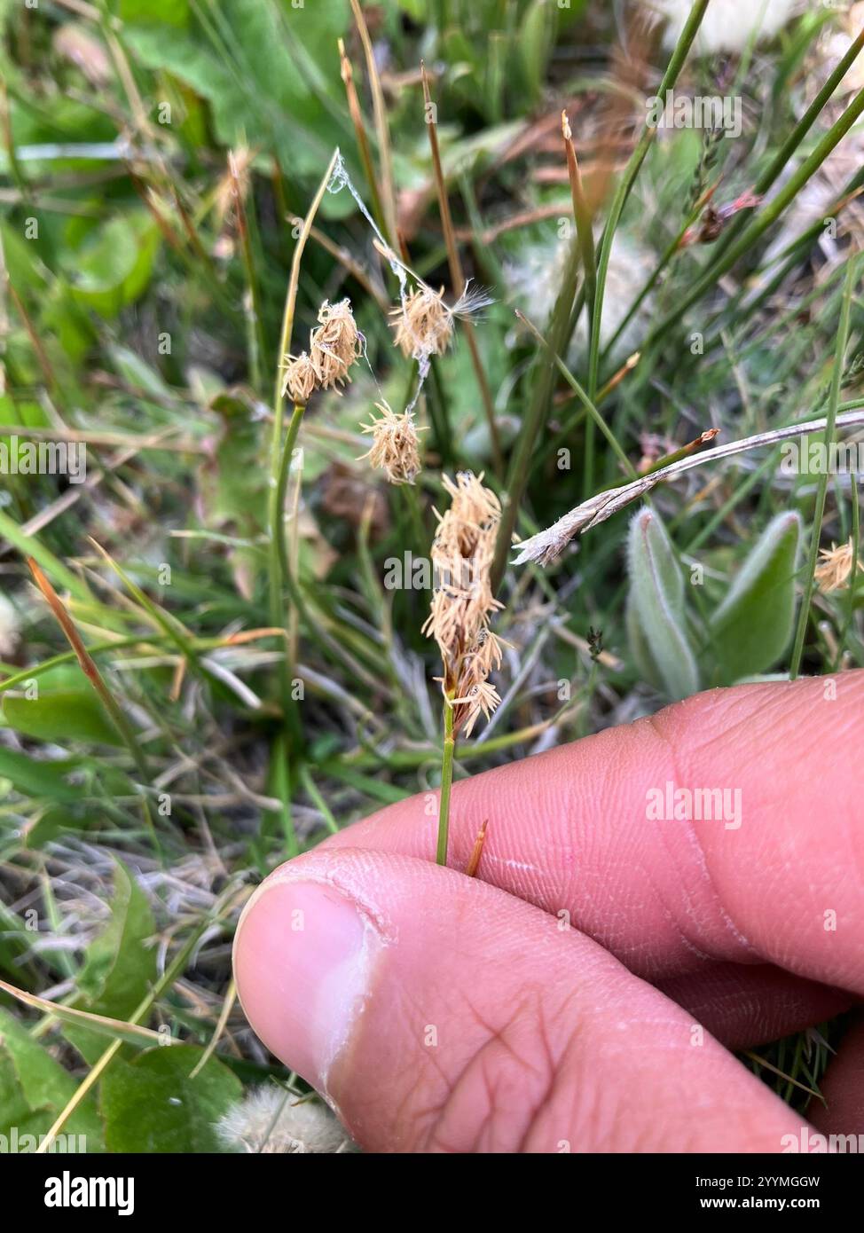 true sedges (Carex Stock Photo - Alamy