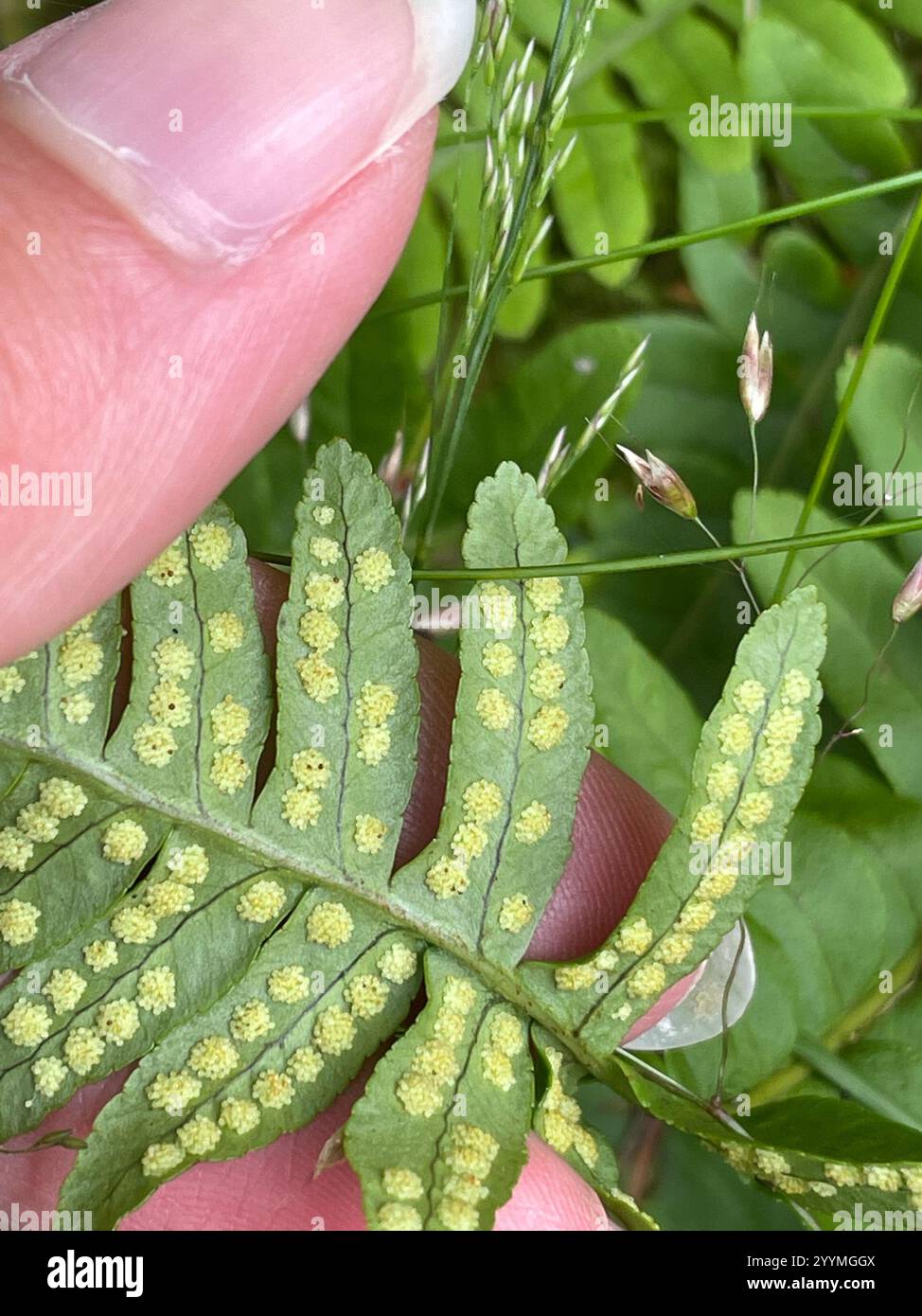 common polypody (Polypodium vulgare Stock Photo - Alamy