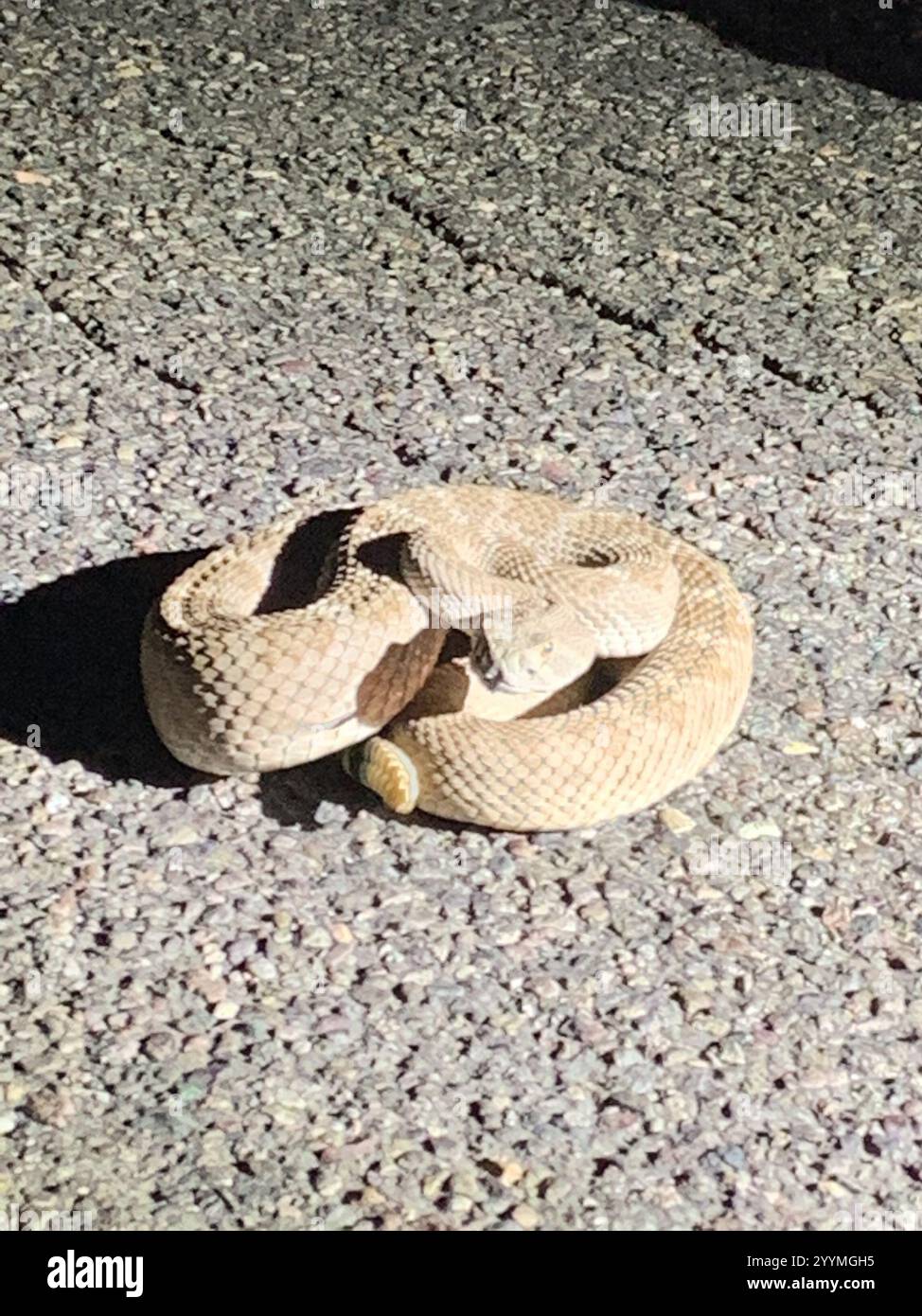 Western Diamond-backed Rattlesnake (Crotalus atrox Stock Photo - Alamy