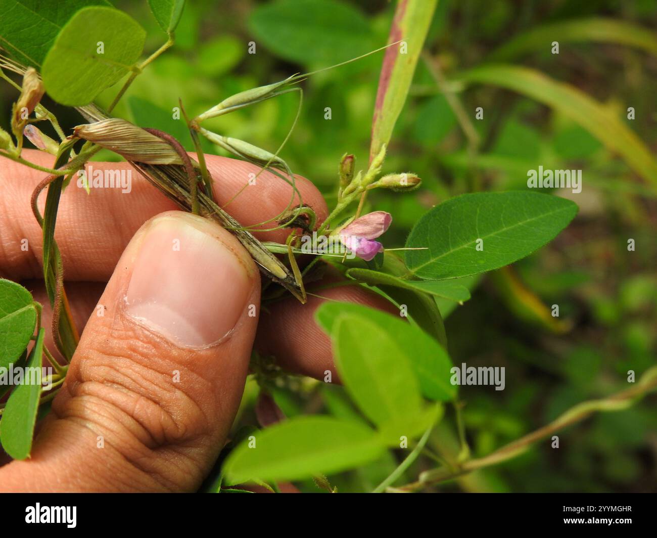 eastern milk-pea (Galactia regularis Stock Photo - Alamy