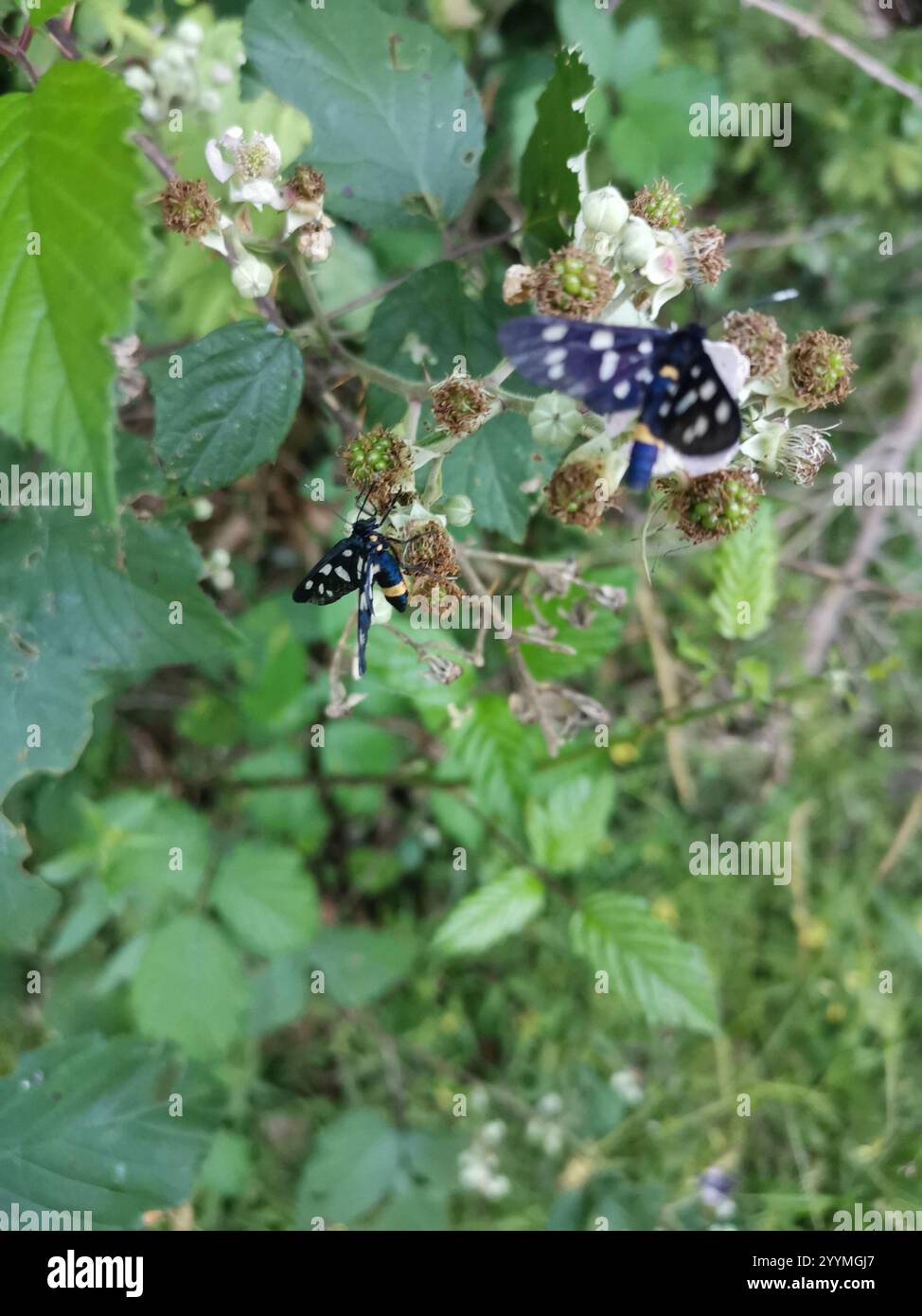 Nine-spotted Moth (Amata phegea Stock Photo - Alamy