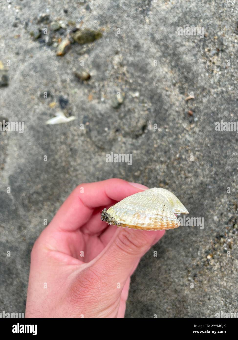 Common Cockle (Cerastoderma edule Stock Photo - Alamy