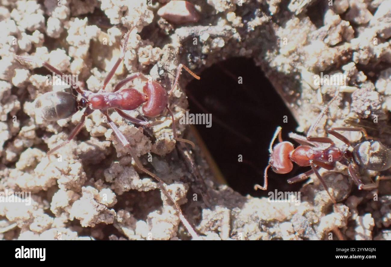 Southern Meat Ant (Iridomyrmex purpureus Stock Photo - Alamy