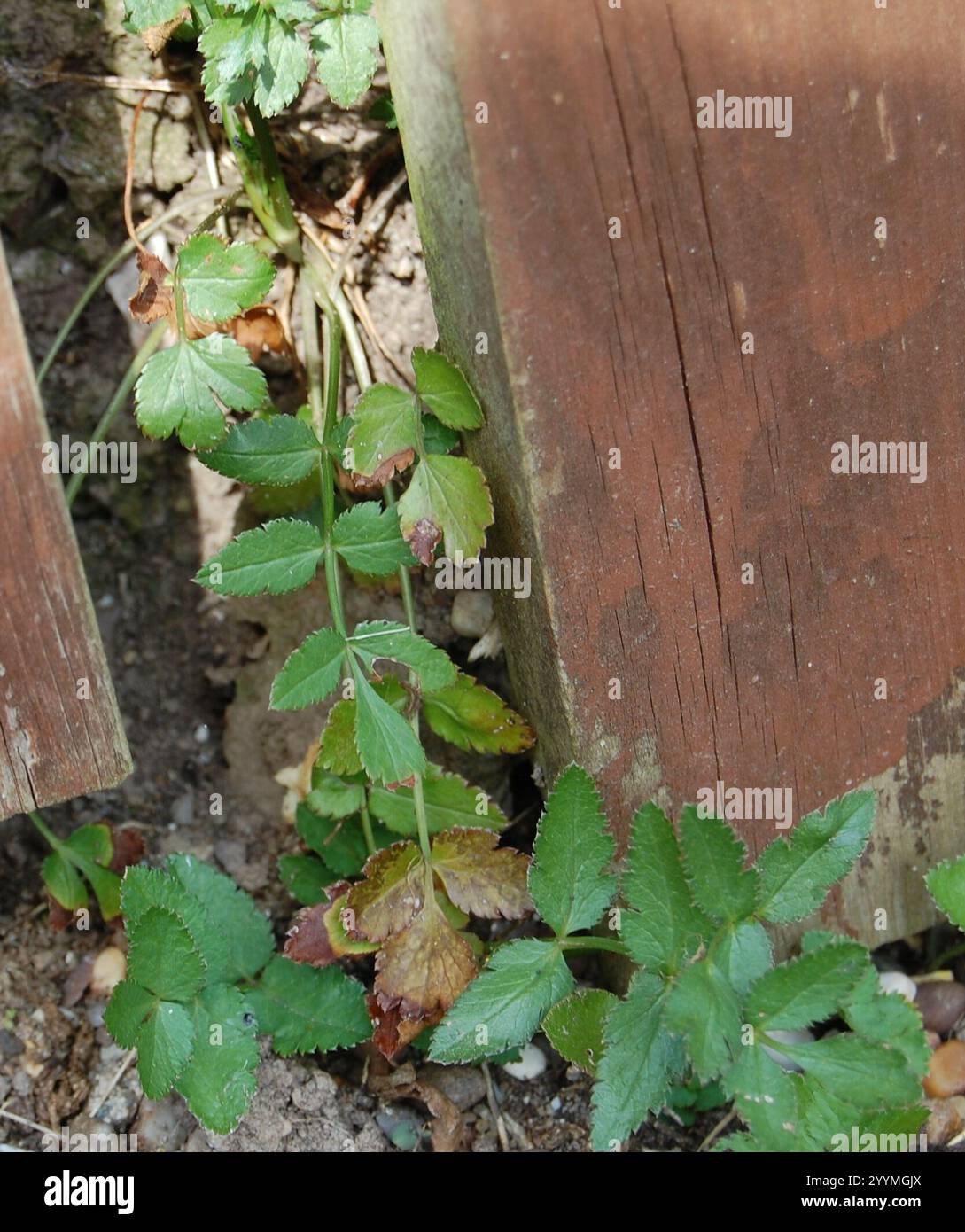 stone parsley (Sison amomum Stock Photo - Alamy