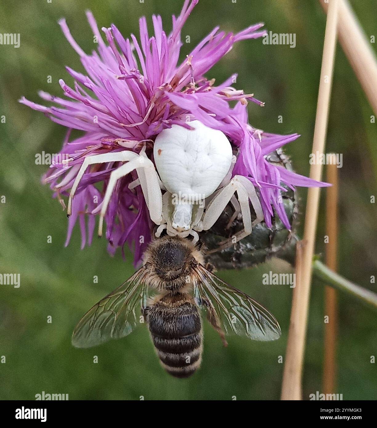 Goldenrod Crab Spider (Misumena vatia Stock Photo - Alamy