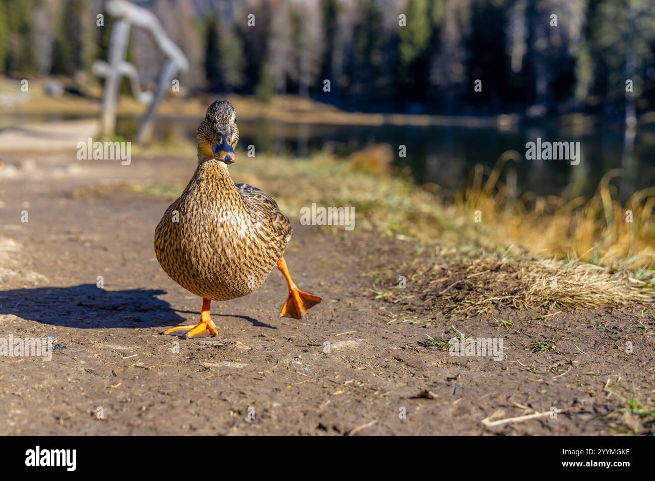 Duck near the lake in the natural environment wildlife. Female grey ...