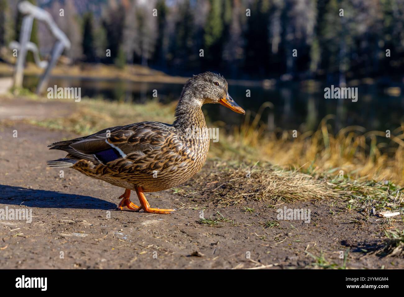 Duck near the lake in the natural environment wildlife. Female grey ...