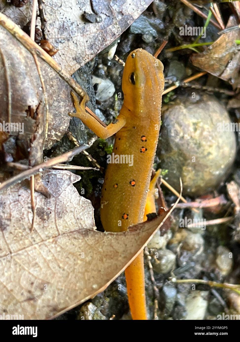 Eastern Newt (Notophthalmus viridescens Stock Photo - Alamy