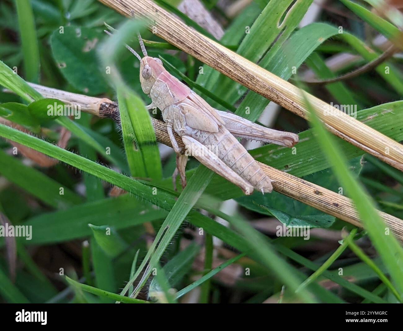 Common Field Grasshopper (Chorthippus brunneus Stock Photo - Alamy
