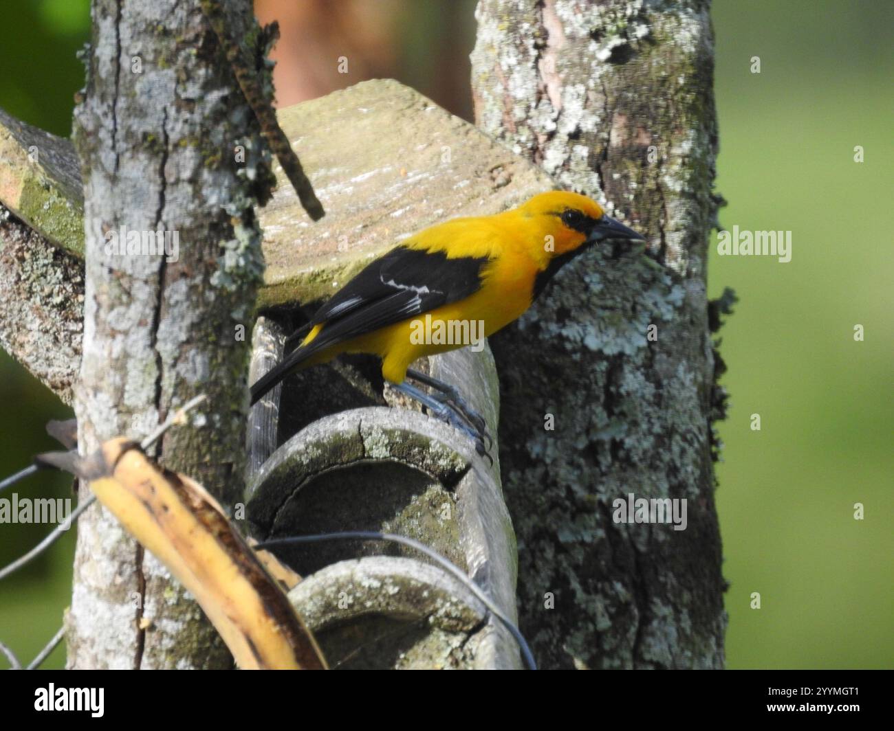 Yellow Oriole (Icterus nigrogularis Stock Photo - Alamy