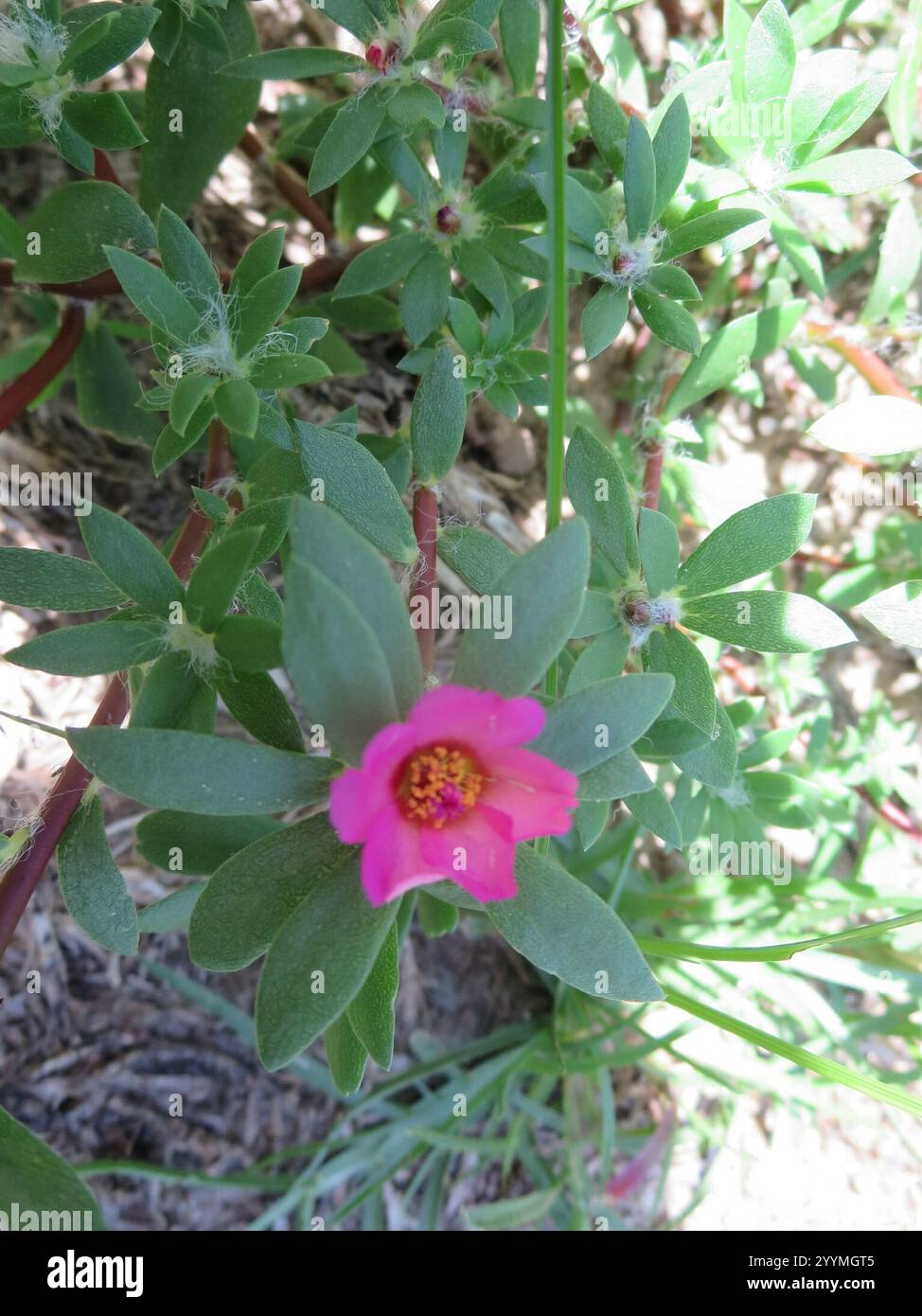 Paraguayan Purslane (Portulaca amilis Stock Photo - Alamy