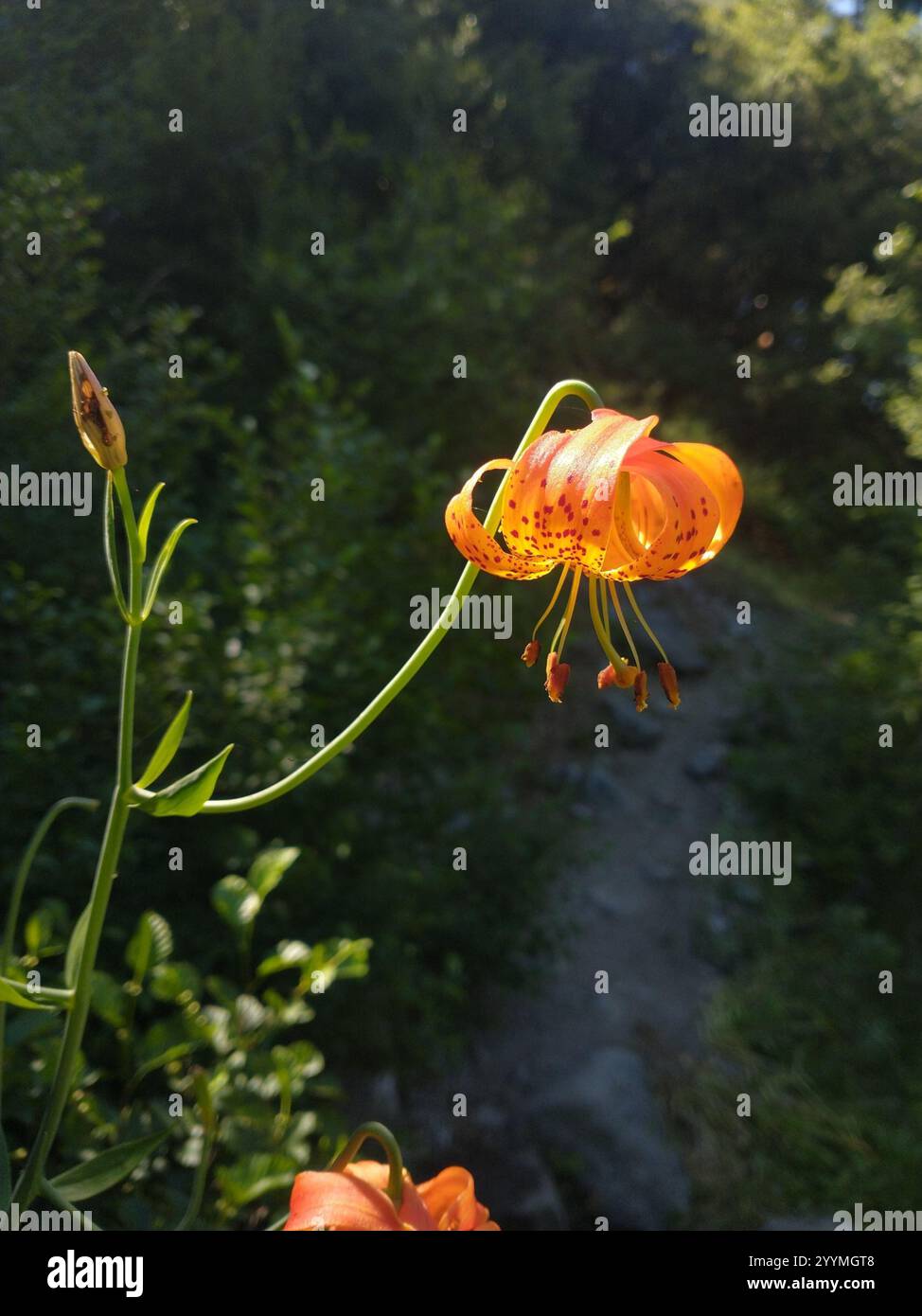 Leopard Lily (Lilium pardalinum Stock Photo - Alamy
