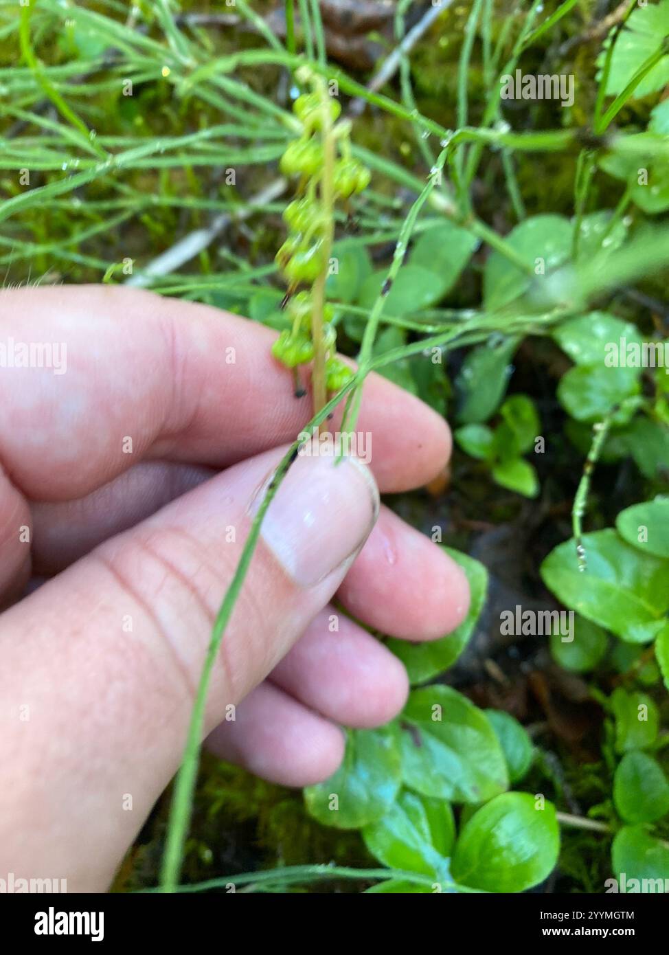 one-sided wintergreen (Orthilia secunda Stock Photo - Alamy