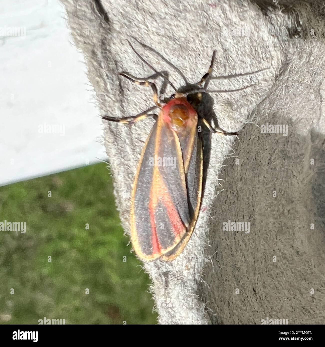 Painted Lichen Moth (Hypoprepia fucosa Stock Photo - Alamy