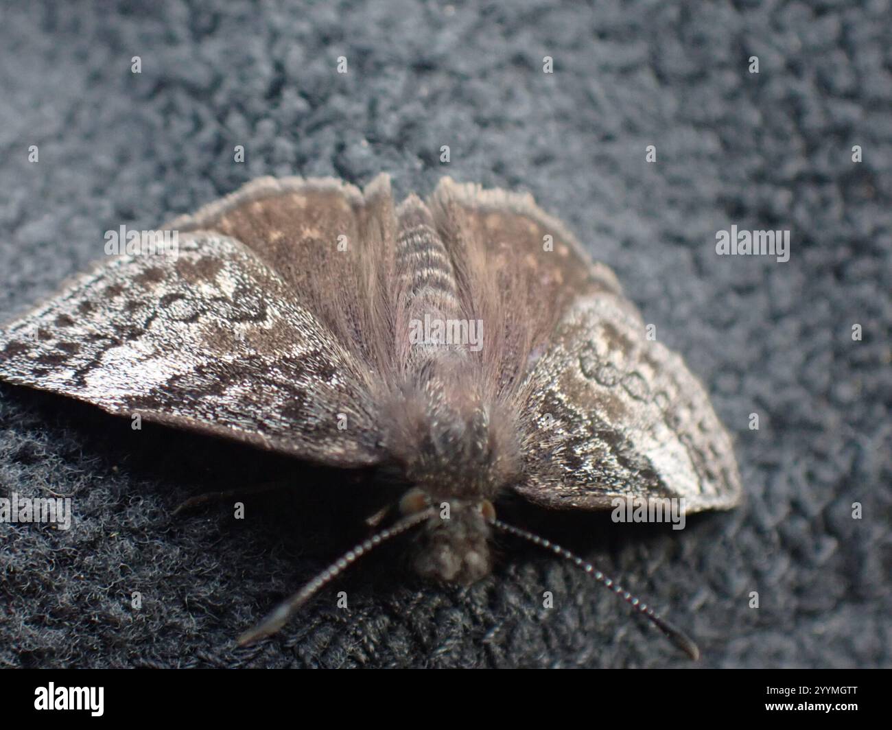 Erynnis icelus hi-res stock photography and images - Alamy