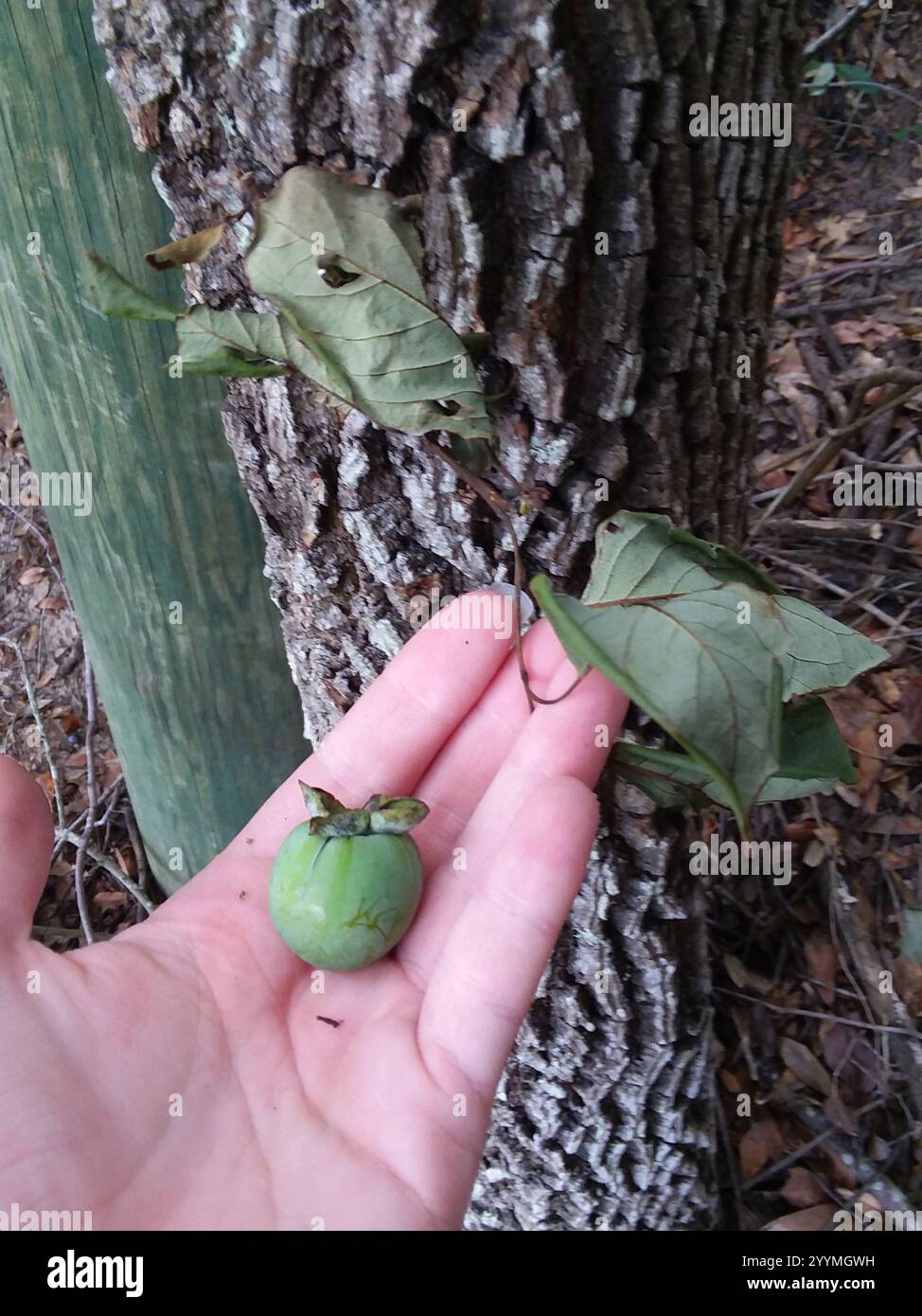 American persimmon (Diospyros virginiana Stock Photo - Alamy