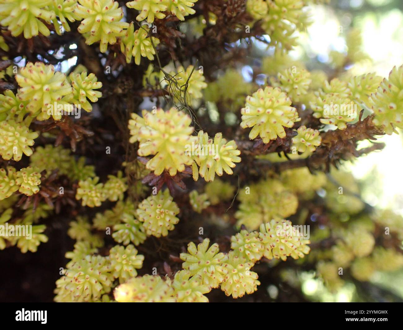 spruce witch's broom rust (Chrysomyxa arctostaphyli Stock Photo - Alamy