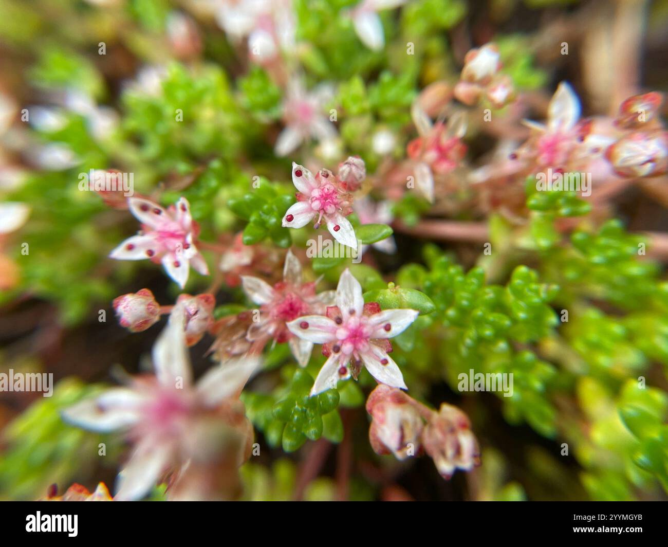 English Stonecrop (Sedum anglicum Stock Photo - Alamy