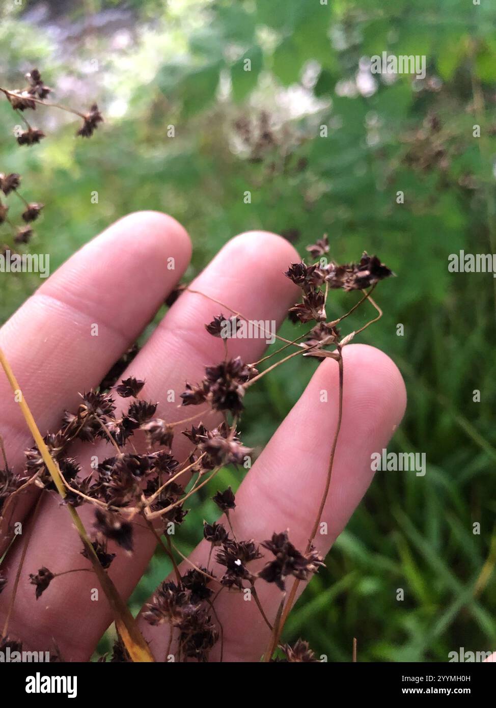 Great Woodrush (Luzula sylvatica Stock Photo - Alamy