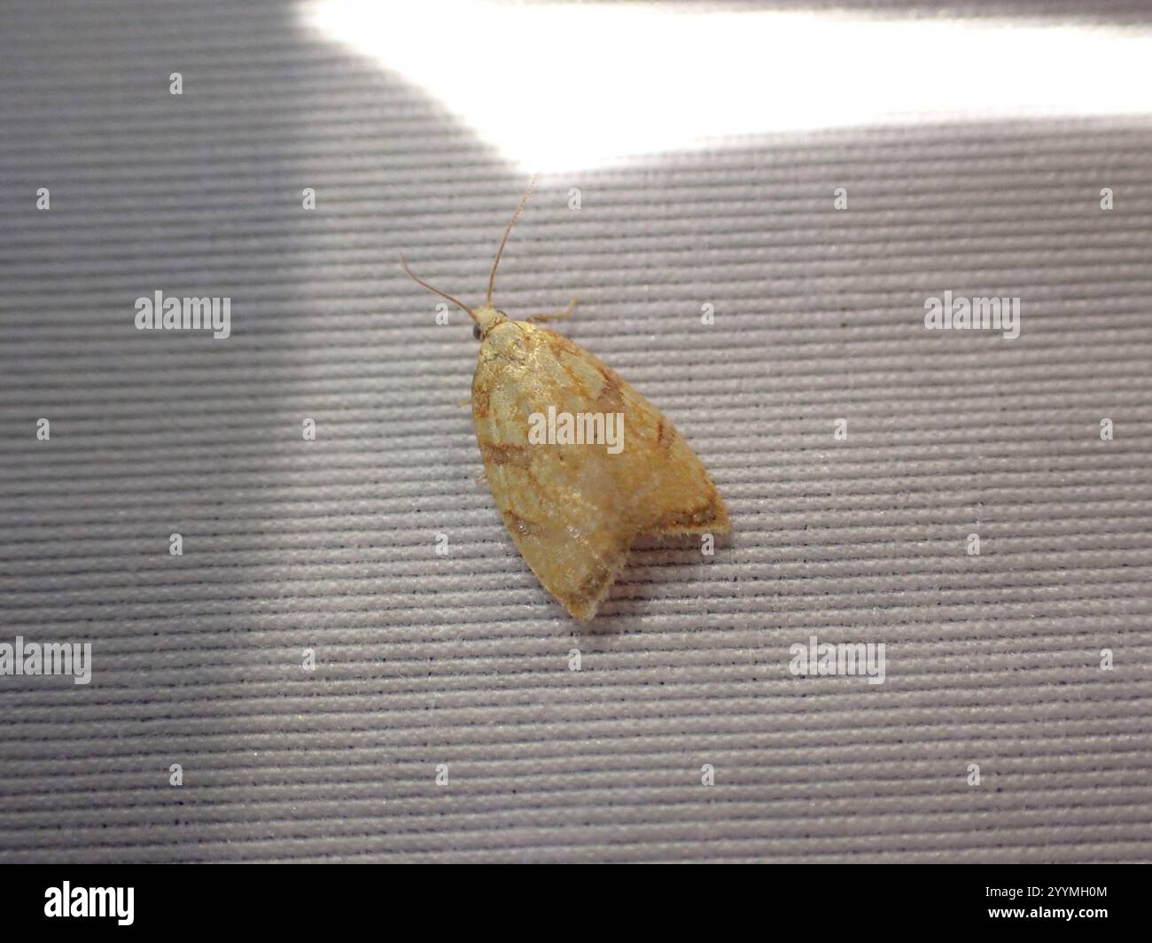Red-edged Acleris Moth (Acleris albicomana Stock Photo - Alamy
