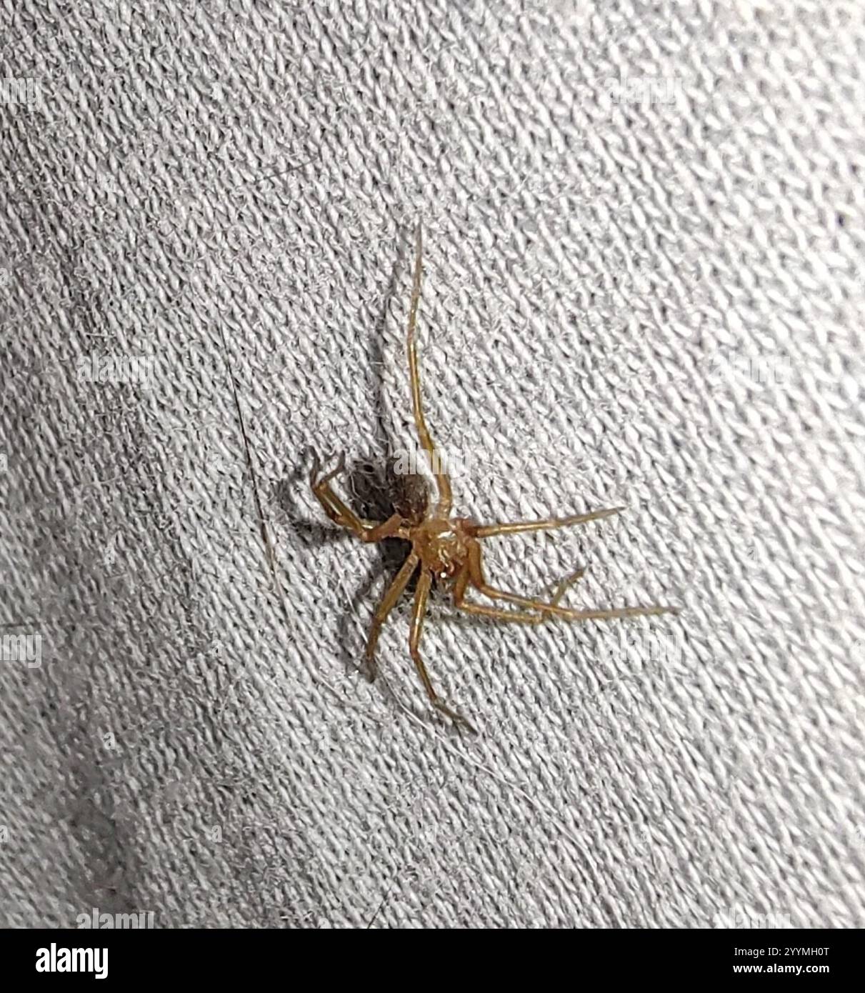 Comb-footed Spiders (Theridiidae Stock Photo - Alamy