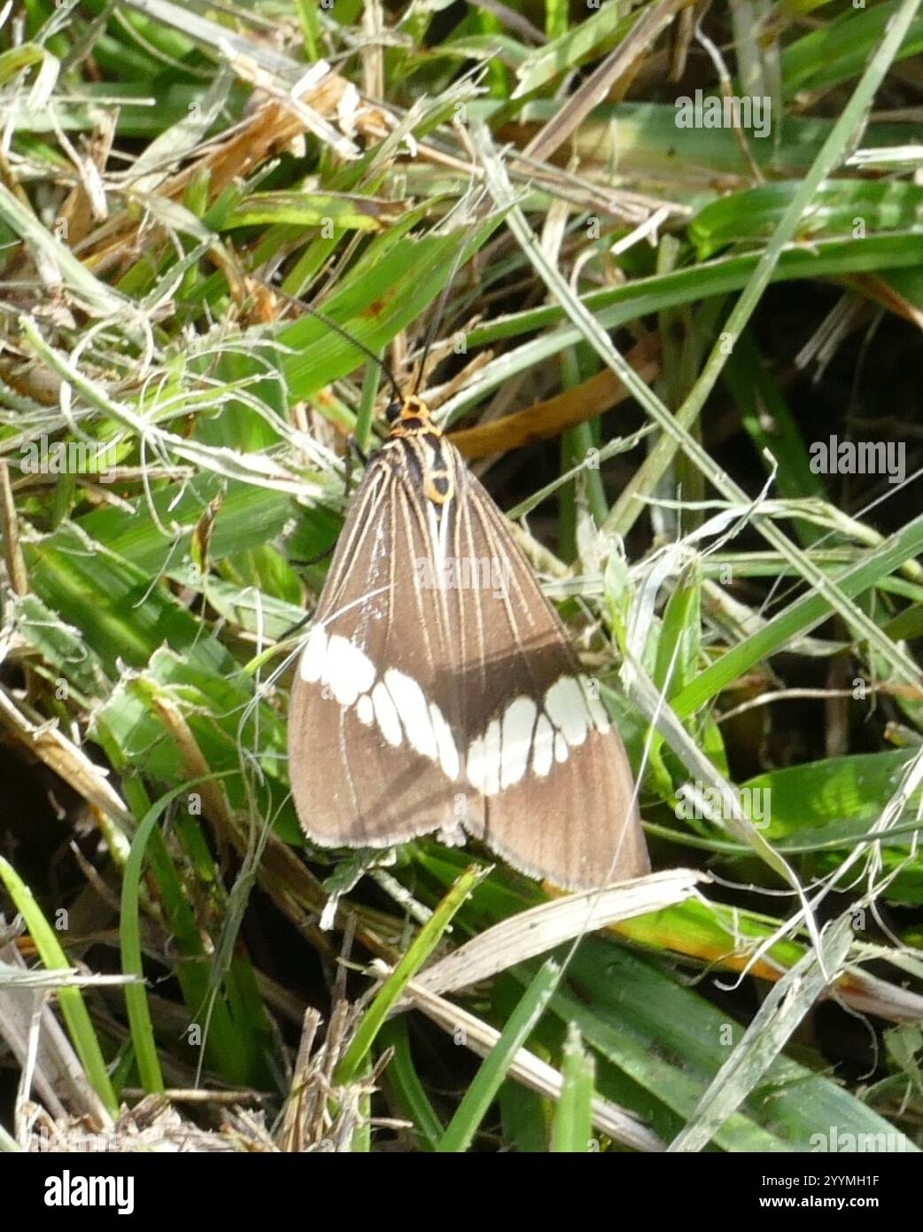 Asian Magpie Moth (Nyctemera baulus Stock Photo - Alamy