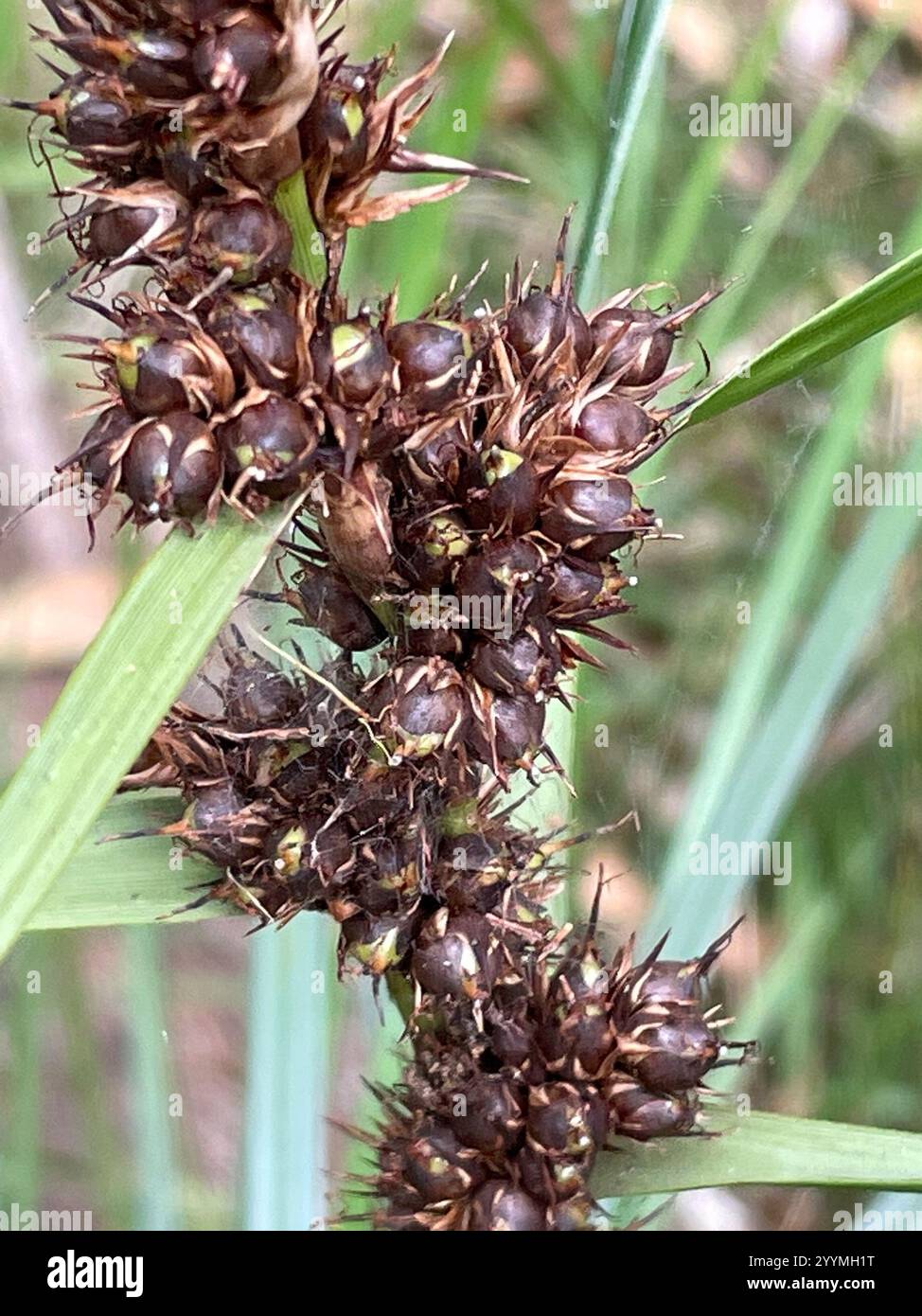 Red-berried Saw-sedge (Gahnia aspera Stock Photo - Alamy