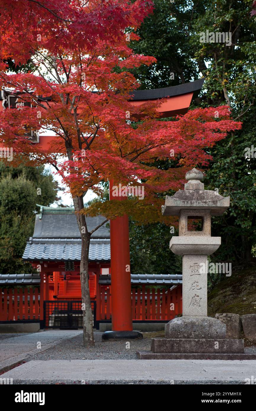 Bright red autumn maple trees highlight Tenryuji Hachimangu Shinto ...