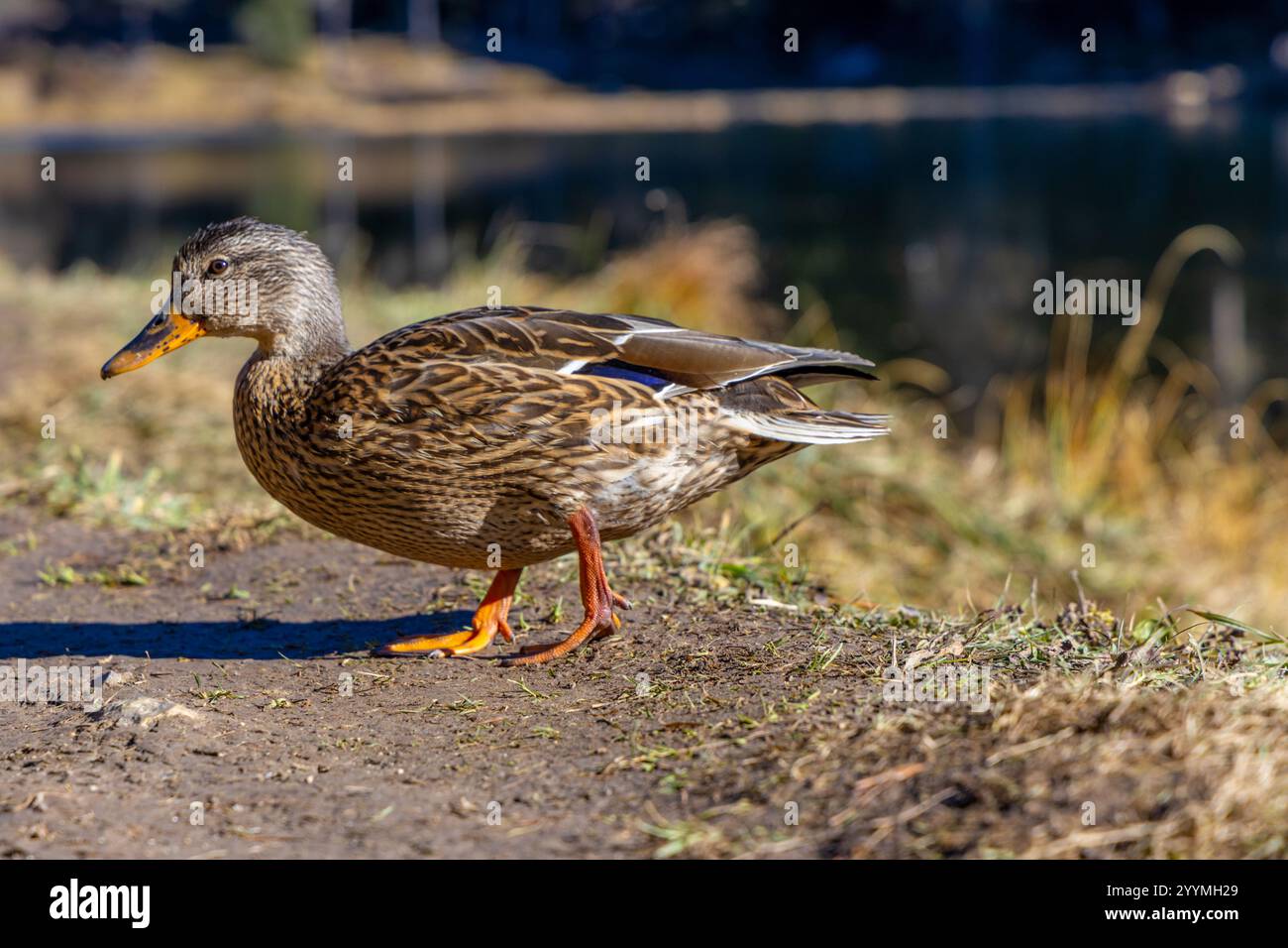 Duck near the lake in the natural environment wildlife. Female grey ...