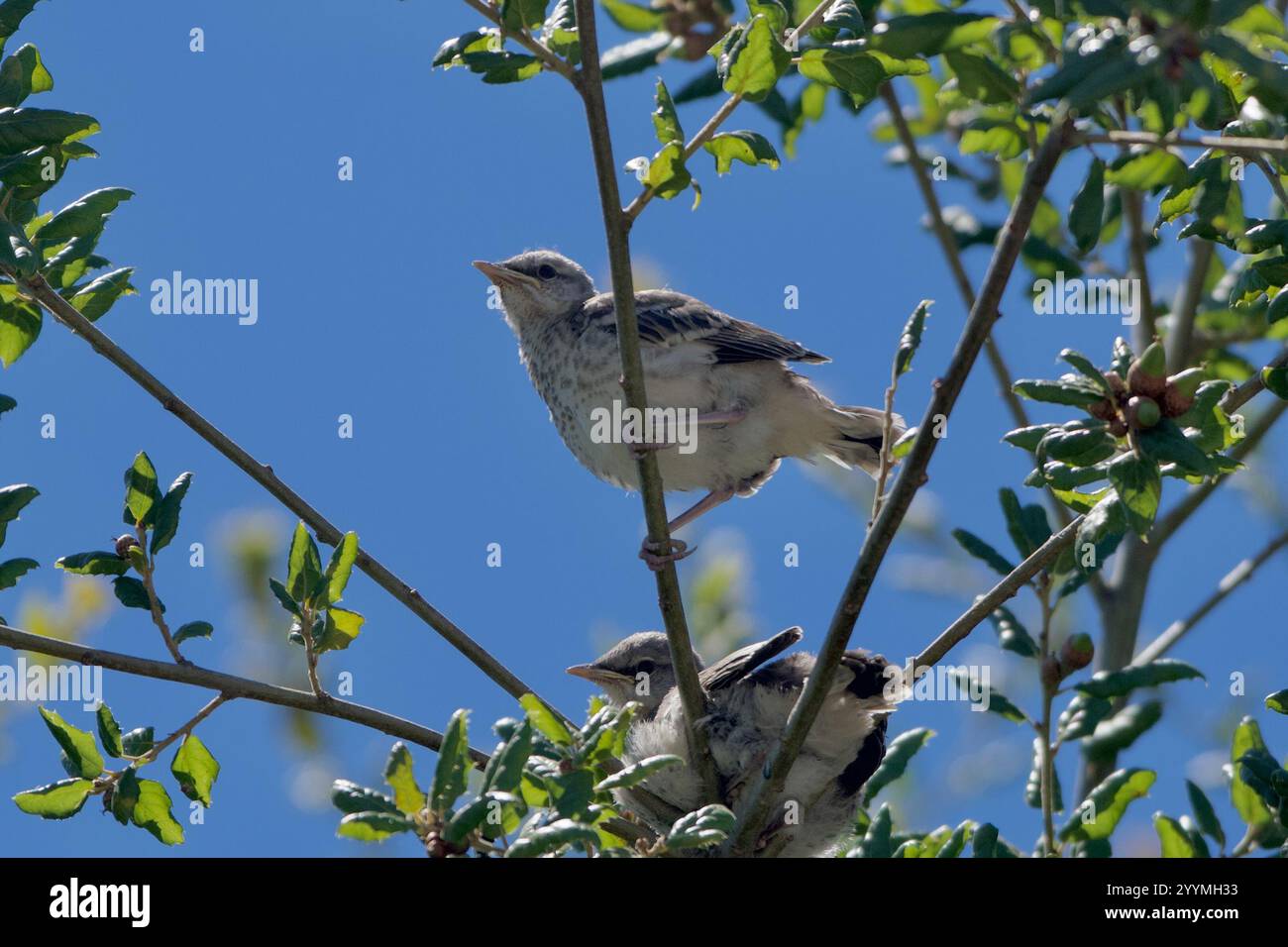 Northern Mockingbird (Mimus polyglottos Stock Photo - Alamy