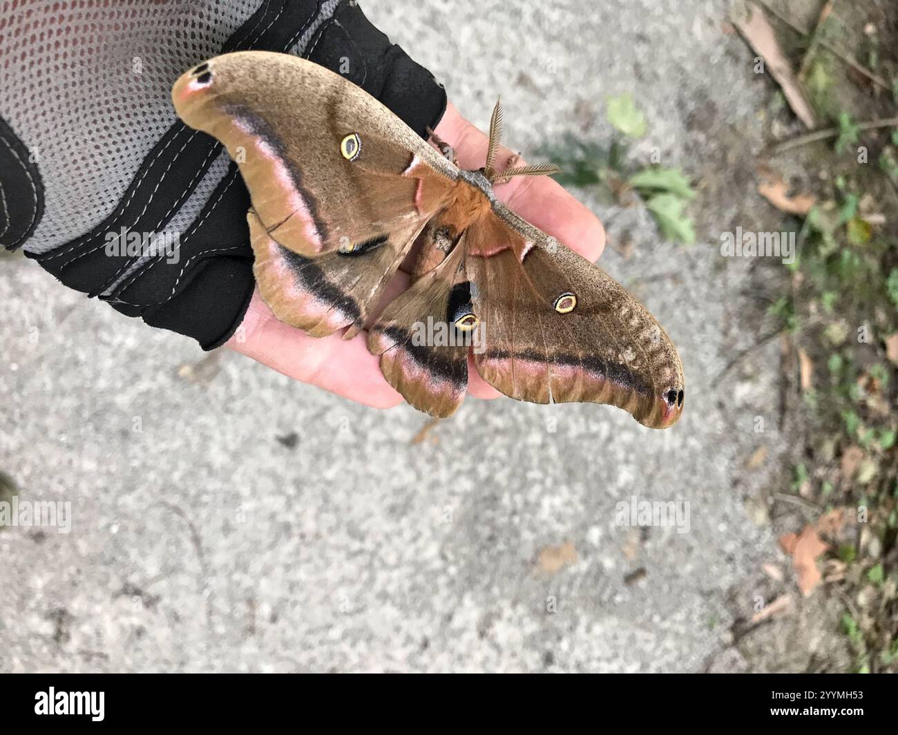 Polyphemus Moth (Antheraea polyphemus Stock Photo - Alamy