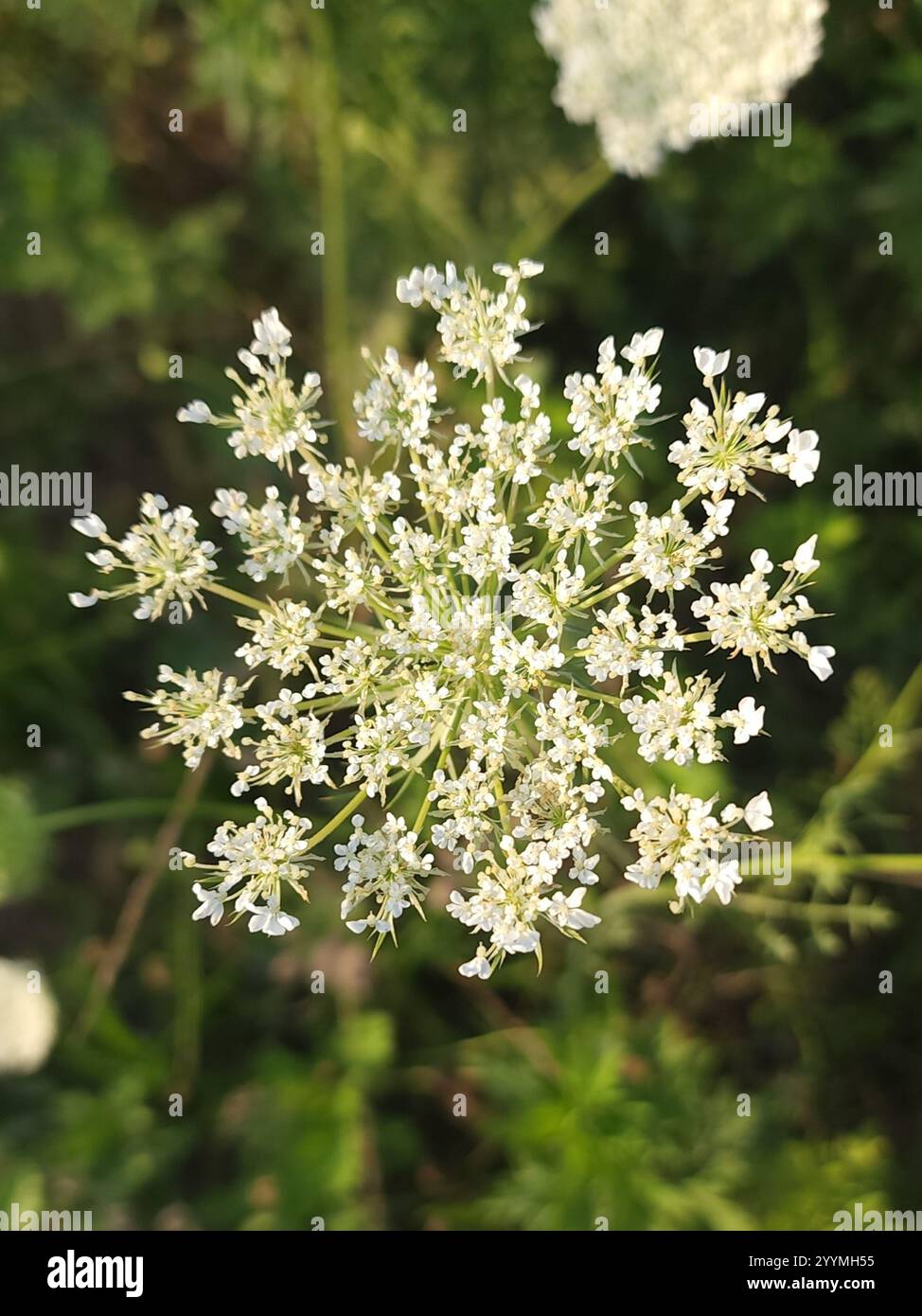 wild carrot (Daucus carota Stock Photo - Alamy