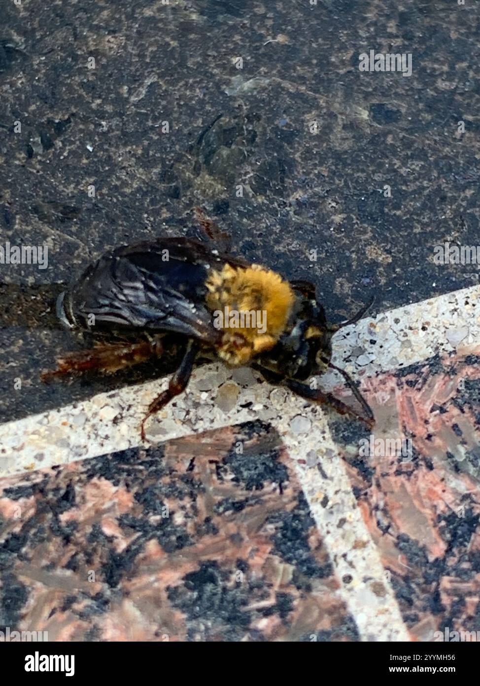 Pruinose Squash Bee (Xenoglossa pruinosa Stock Photo - Alamy