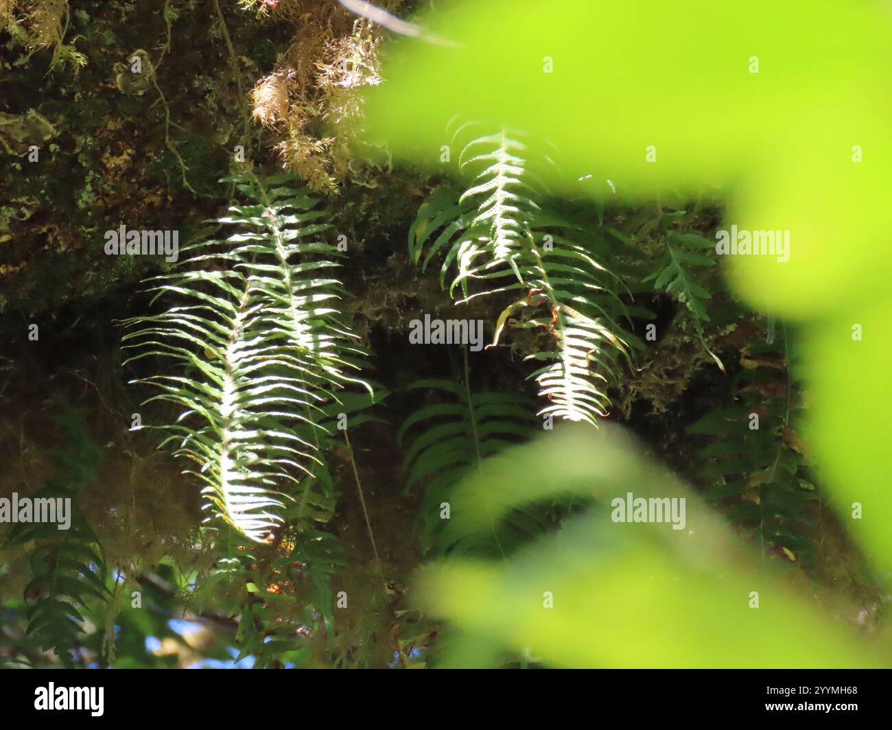 licorice fern (Polypodium glycyrrhiza Stock Photo - Alamy