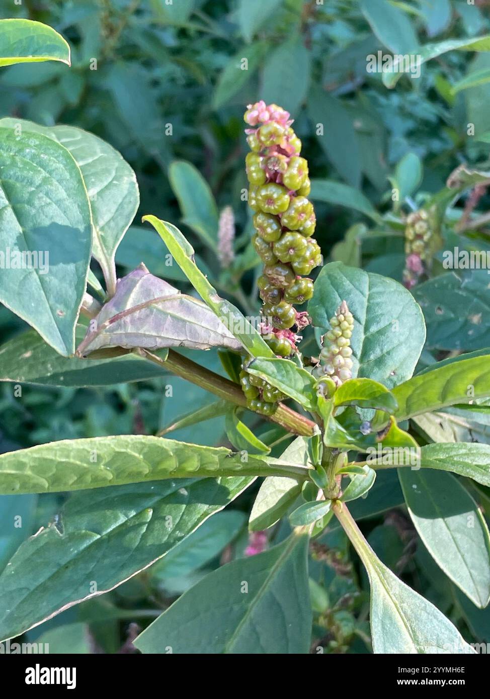Inkweed (Phytolacca octandra Stock Photo - Alamy