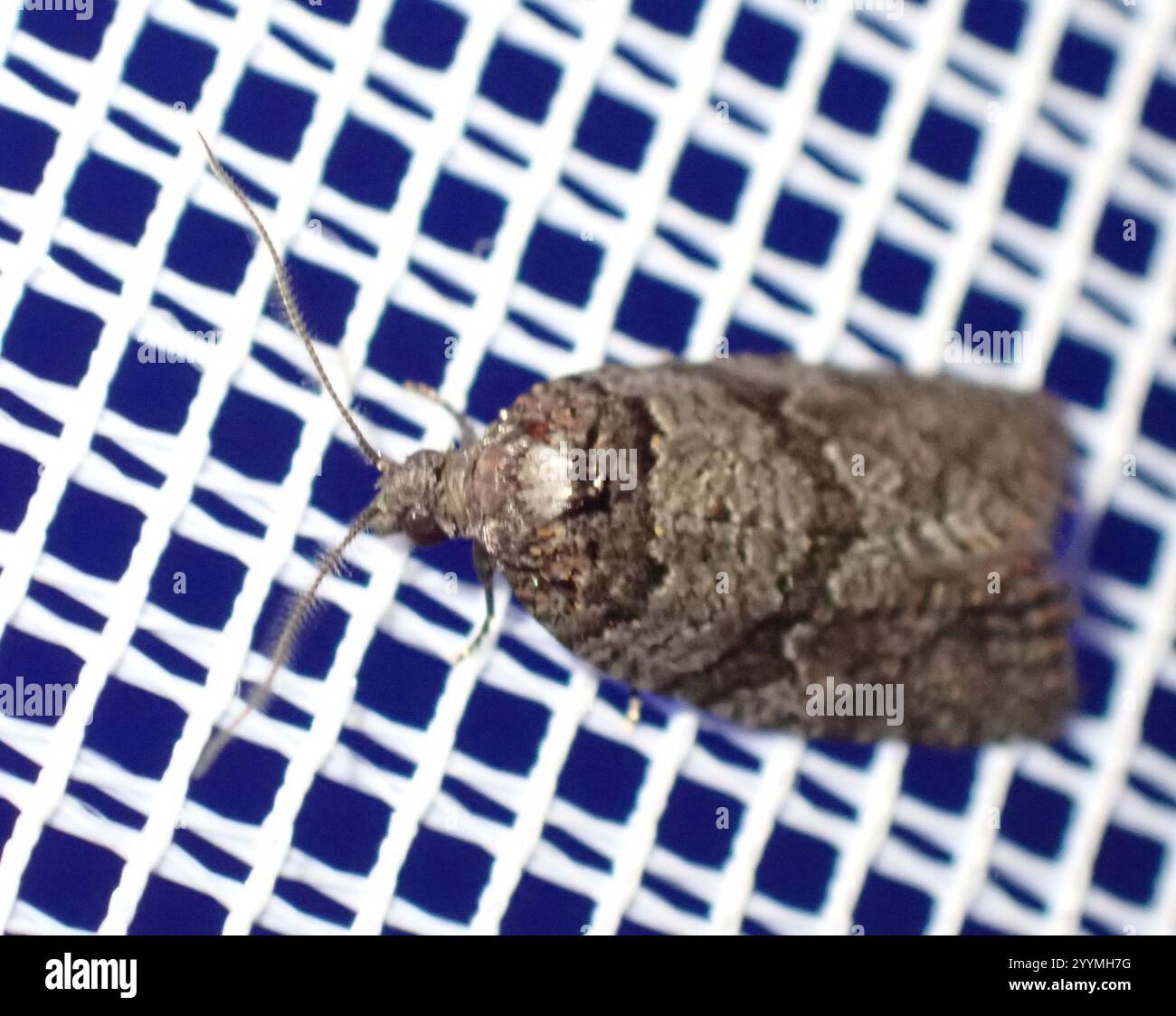 Tortricine Leafroller Moths (Tortricinae Stock Photo - Alamy