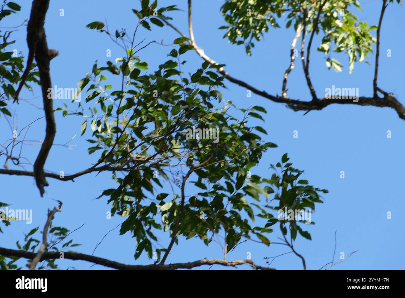 Tallowwood (Eucalyptus microcorys Stock Photo - Alamy
