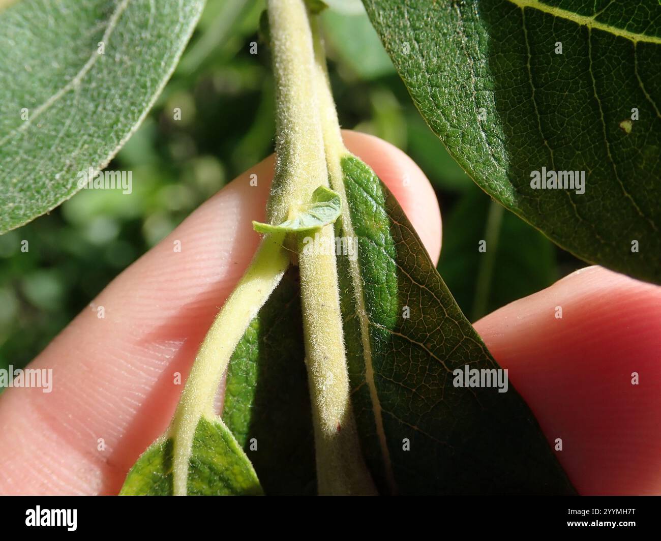 Rusty Willow (Salix atrocinerea Stock Photo - Alamy