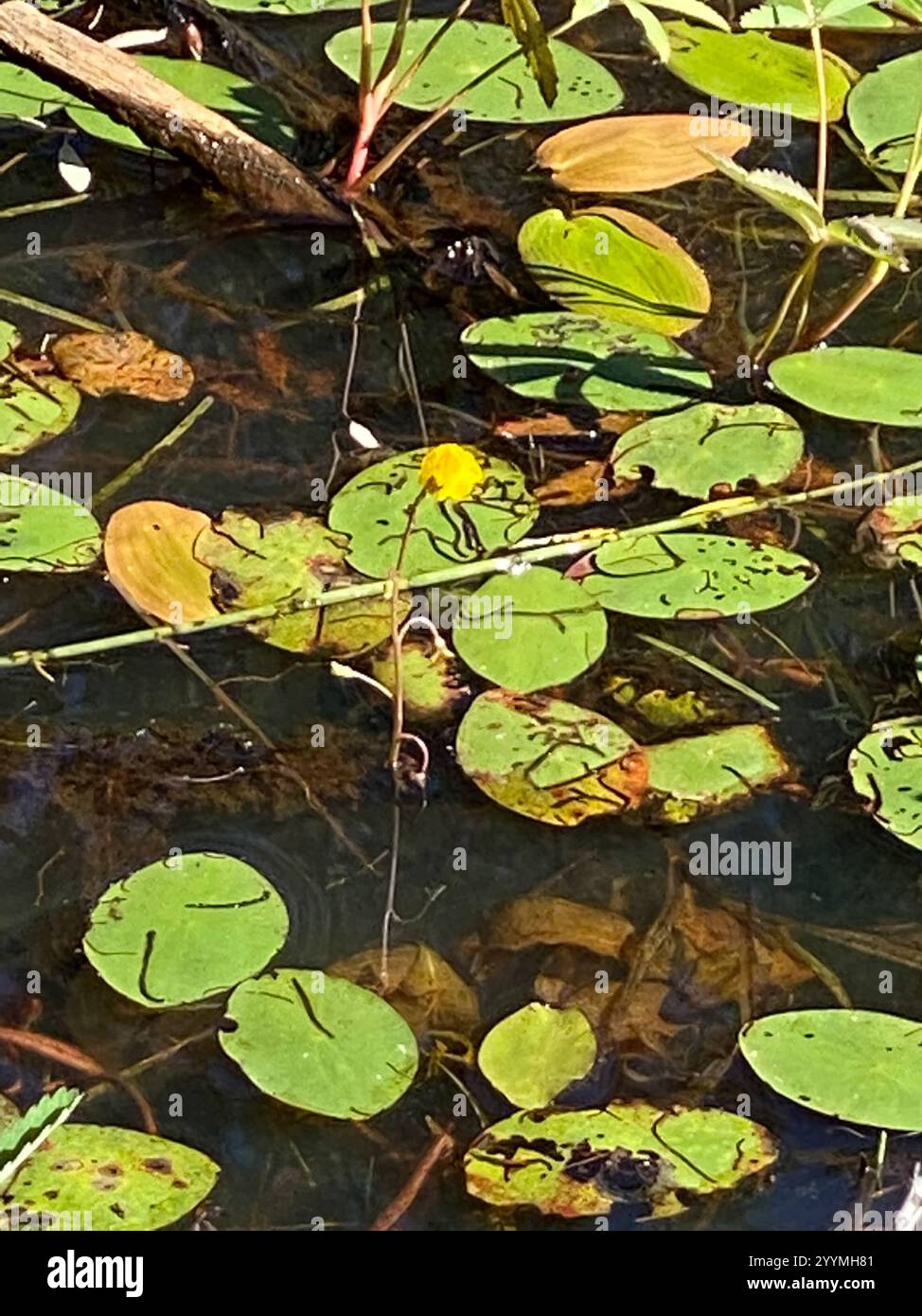 Watershield (Brasenia schreberi Stock Photo - Alamy