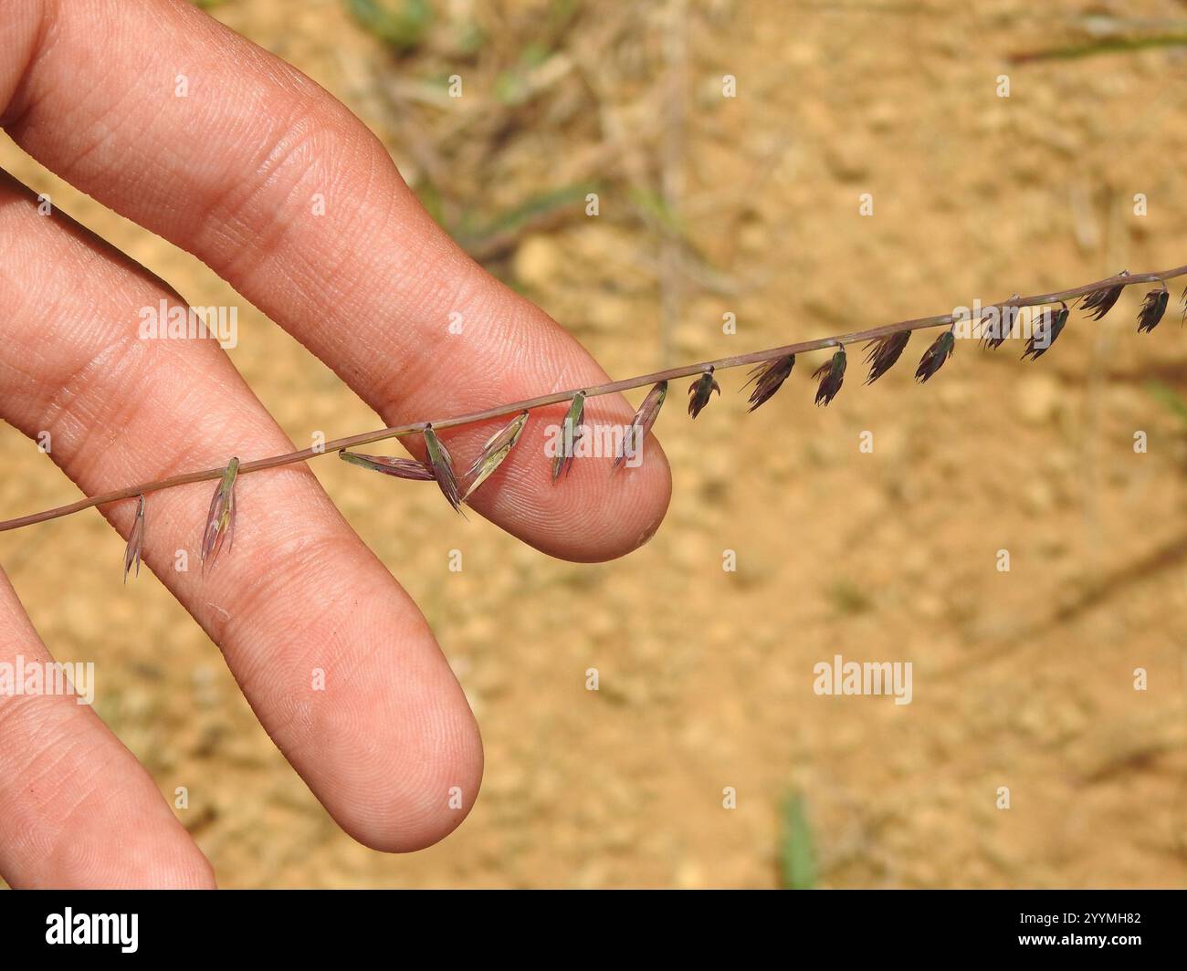 Sideoats Grama (Bouteloua curtipendula Stock Photo - Alamy