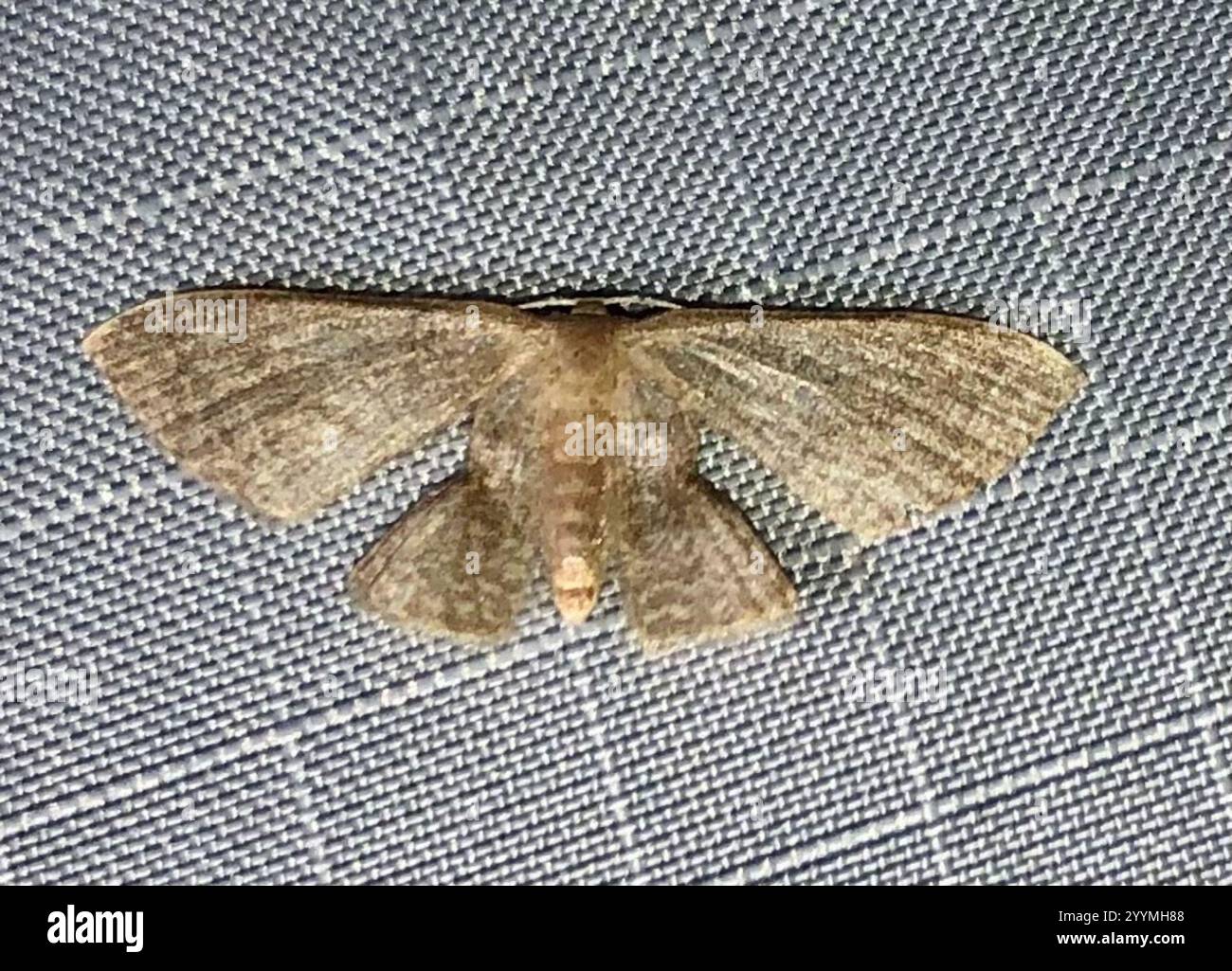 Common Tan Wave (Pleuroprucha insulsaria Stock Photo - Alamy