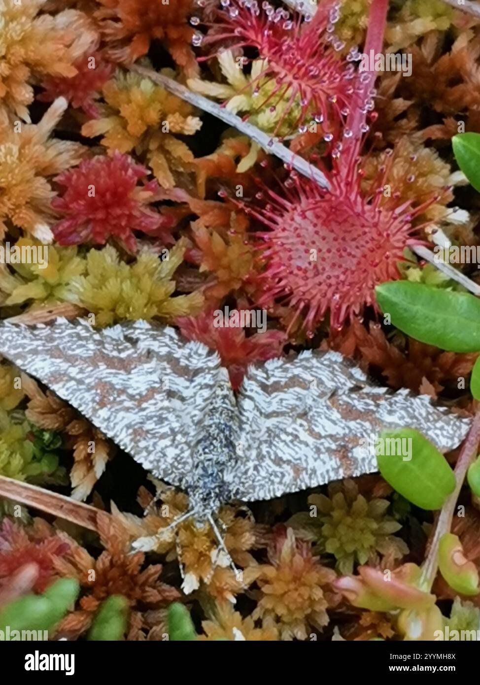 Common Heath (Ematurga atomaria Stock Photo - Alamy