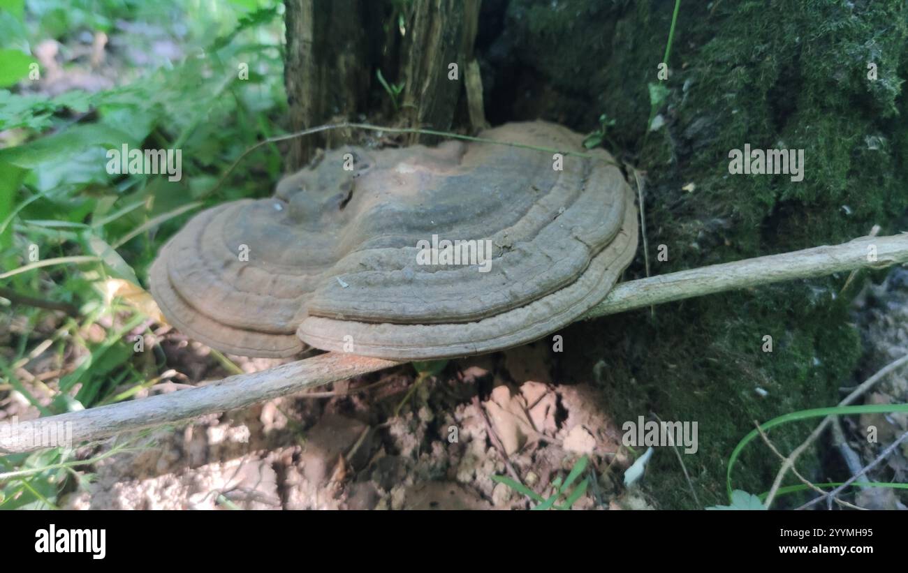artist's bracket (Ganoderma applanatum Stock Photo - Alamy