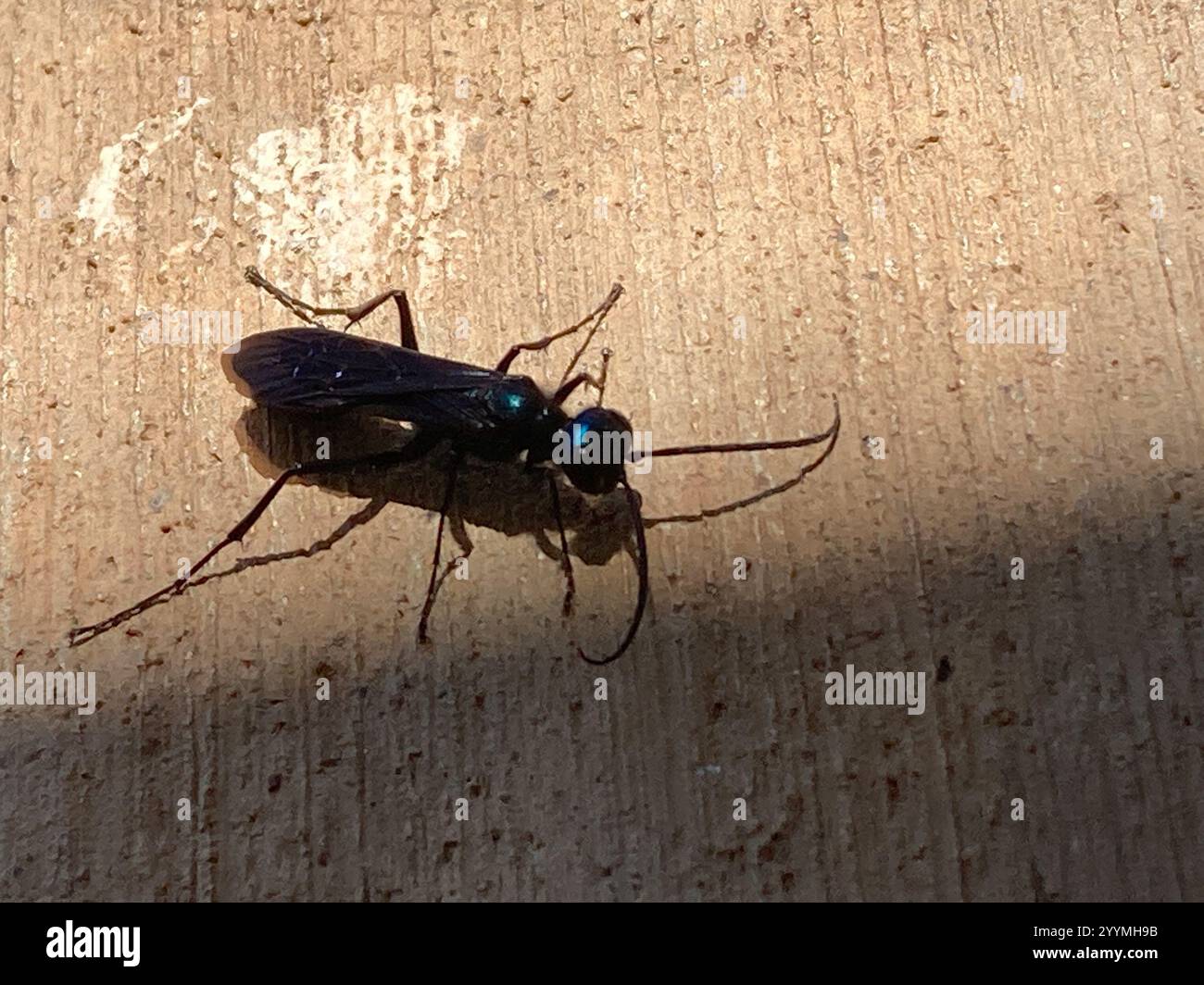 Steel-blue Cricket-hunter Wasp (Chlorion aerarium Stock Photo - Alamy