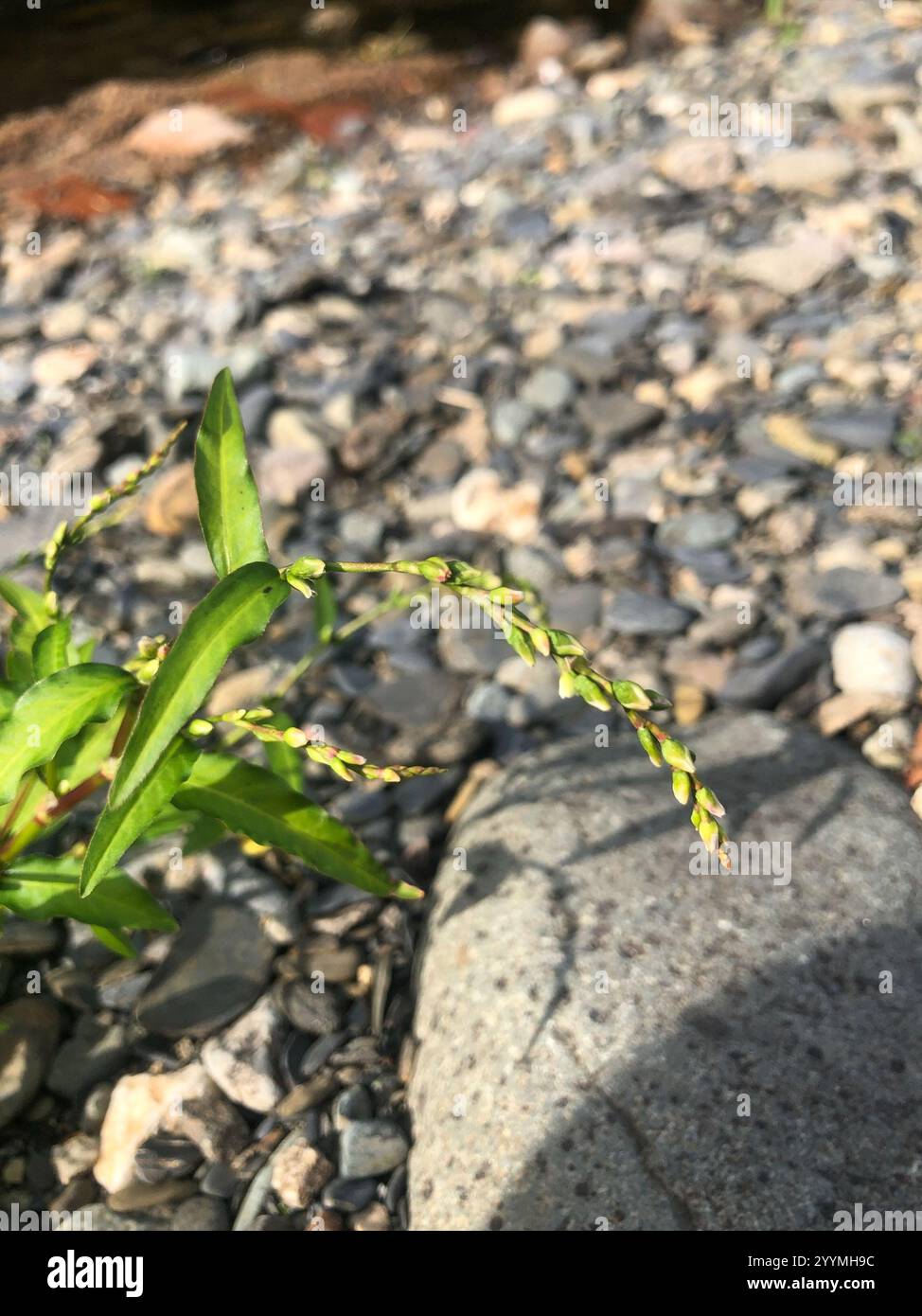 waterpepper (Persicaria hydropiper Stock Photo - Alamy